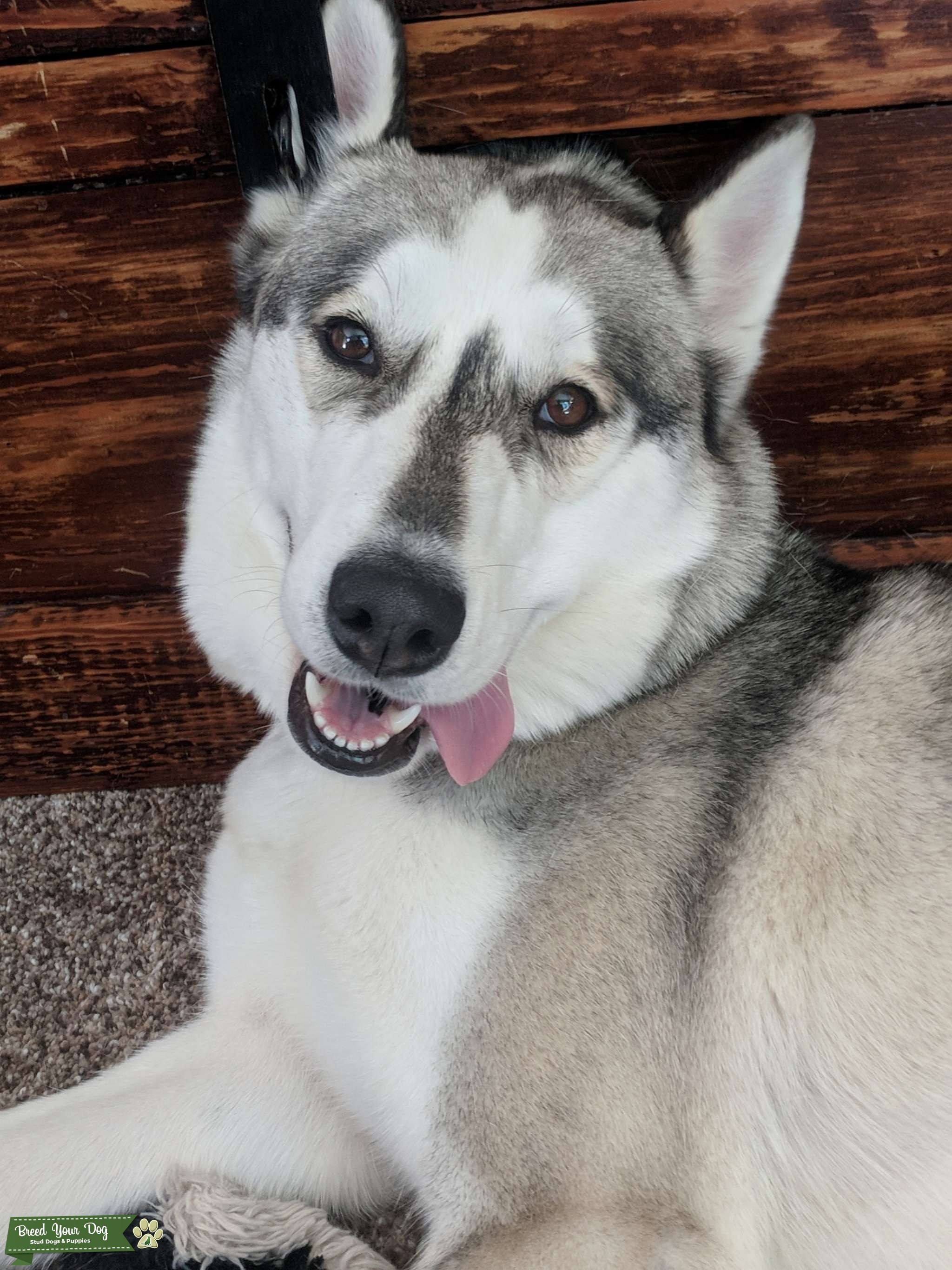 Siberian Husky / Canadian Eskimo Dog - Stud Dog IA - Breed Your Dog