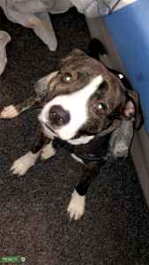 Chocolate,white and black stuffy cross - Stud Dog in Coventry , the ...