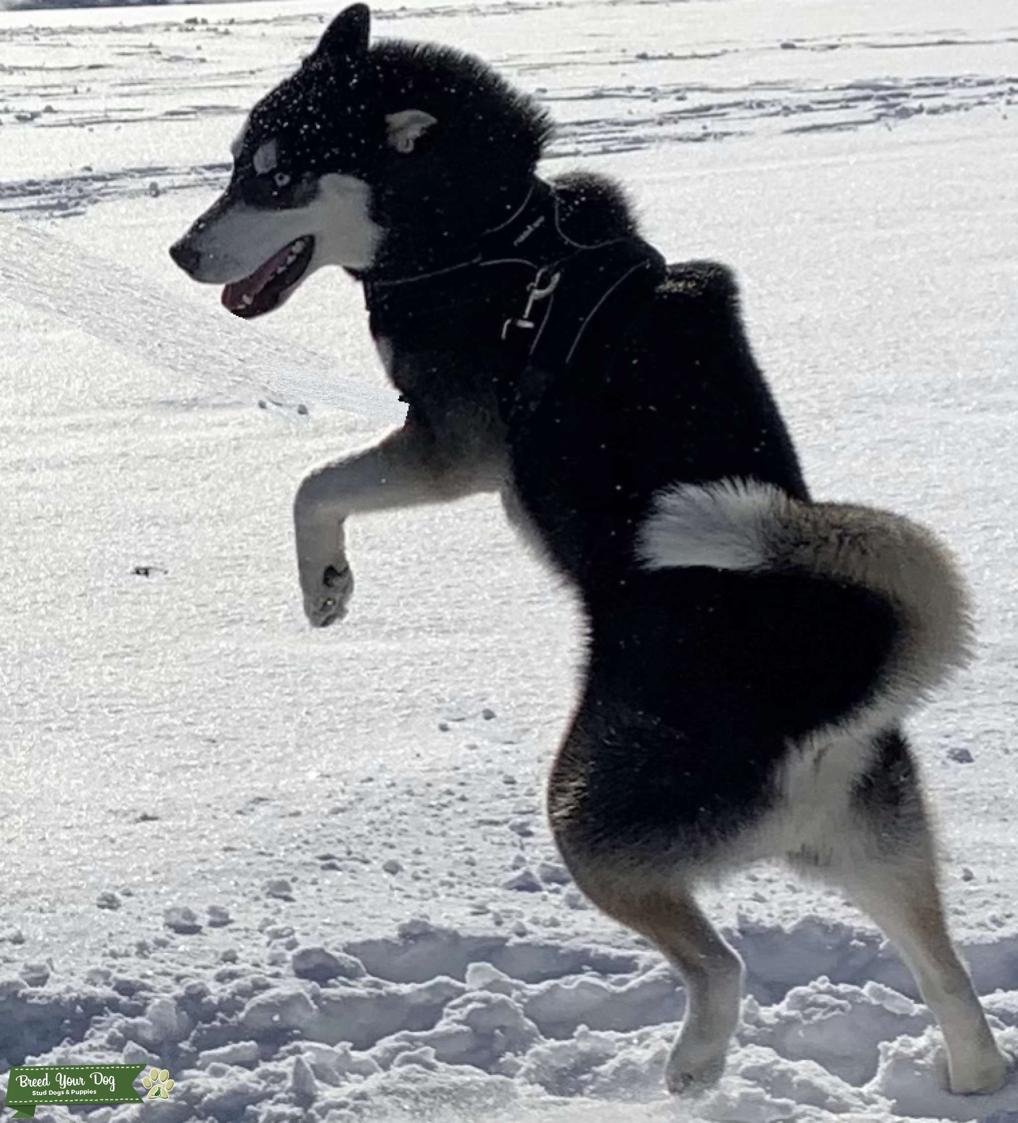 Beautiful strong husky - Stud Dog in Detroit, the United States | Breed ...