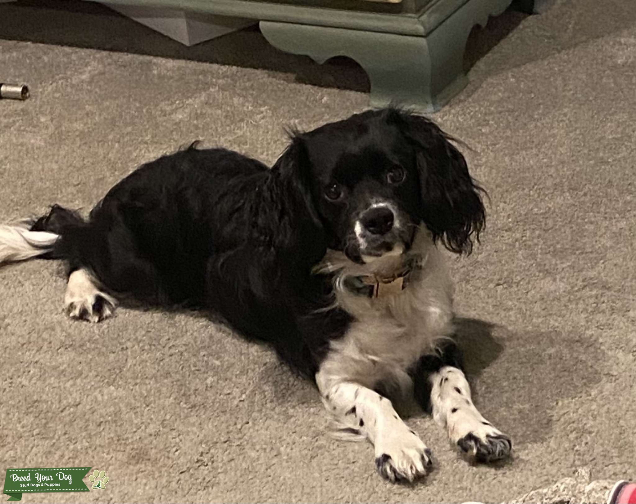 Black and White Cavapoo - Stud Dog in Tennessee, Puerto Rico | Breed ...