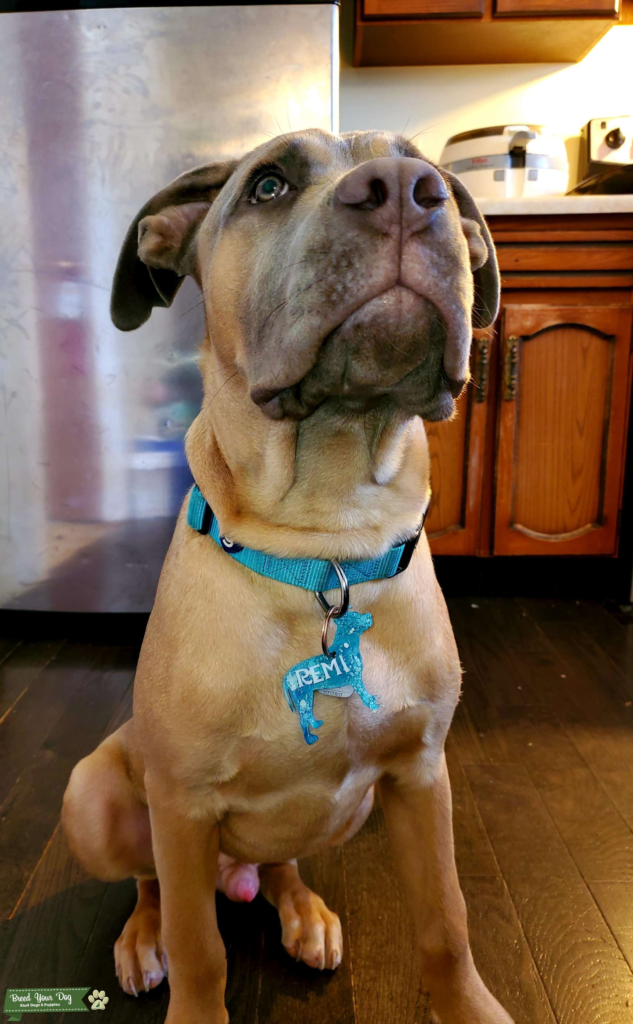 Cane corso stud - Stud Dog Ontario - Breed Your Dog