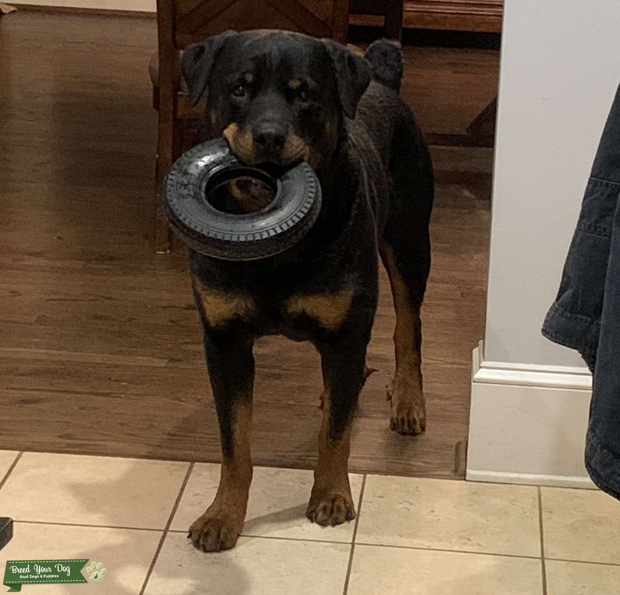 Pure German Rottweiler Stud - Stud Dog Georgia - Breed Your Dog