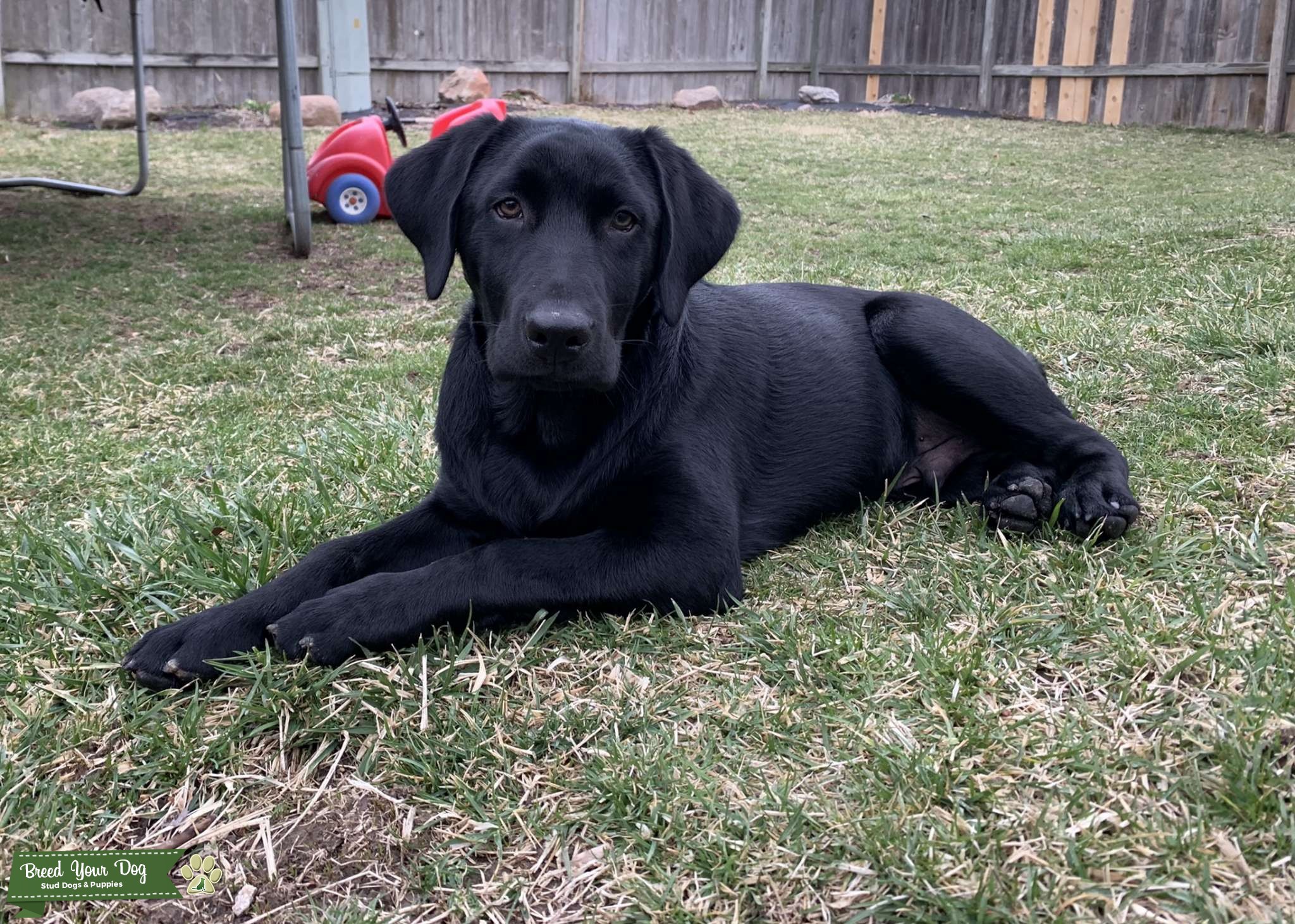 Stud Labrador retriever - Stud Dog in Omaha NE, the United States ...