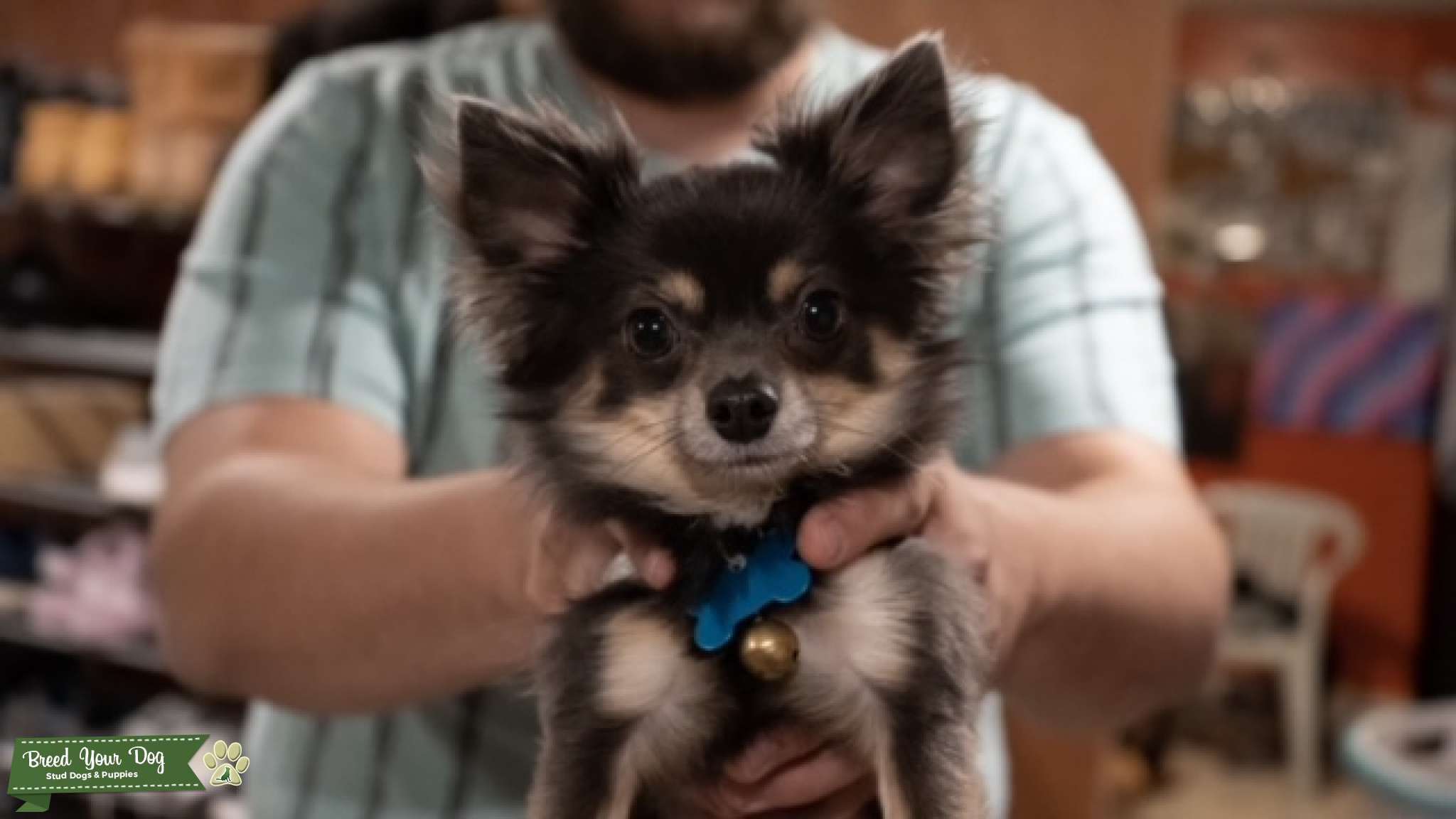 Pure Bred Long Haired Chihuahua - Stud Dog in Long Island/NYC , United ...