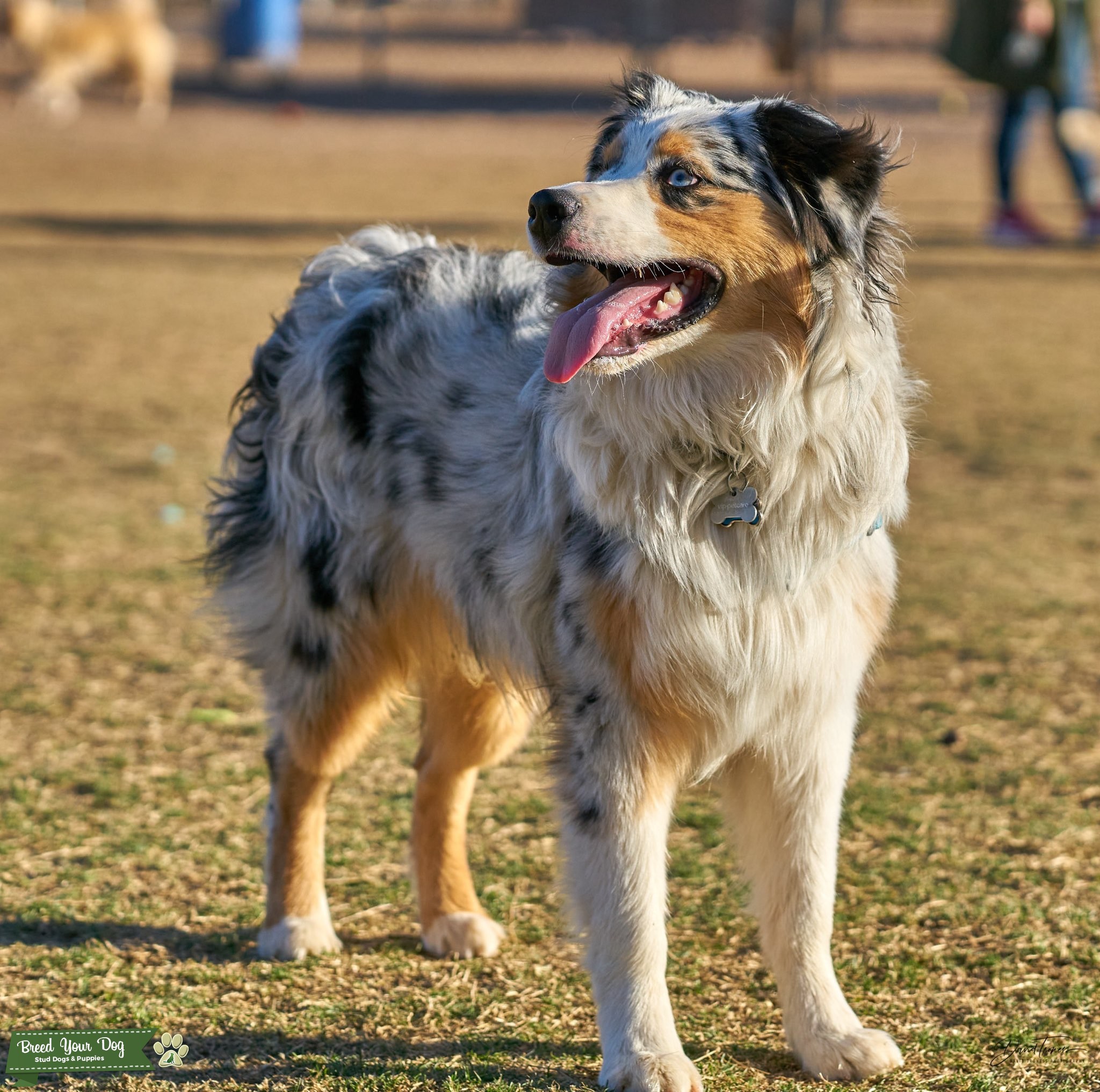 Cody is a handsom Resgistered Titled Australian Sheppard Male - Stud ...