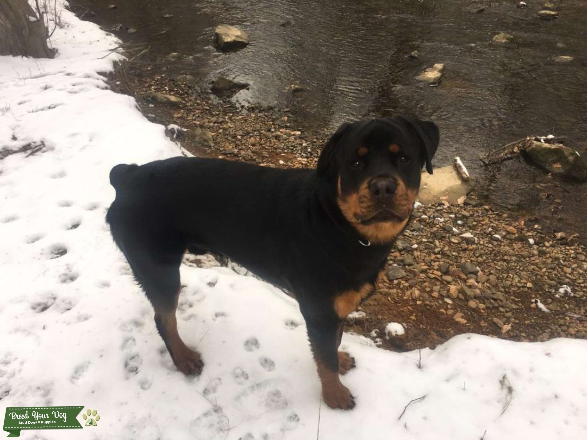 Two year old, 135 pound, male Rottweiler - Stud Dog in Delaware, the ...