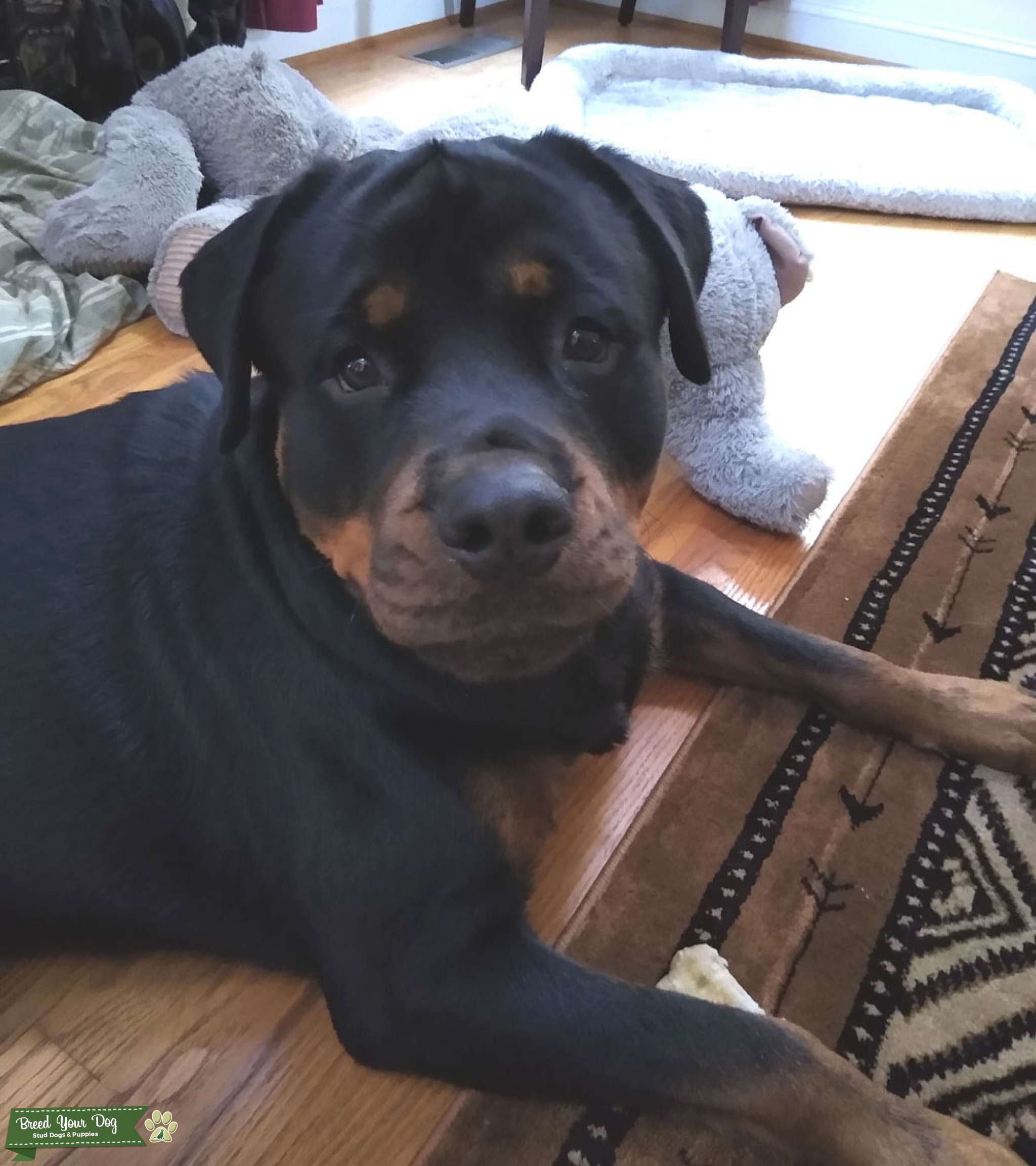 Two year old, 135 pound, male Rottweiler - Stud Dog in Delaware, the ...