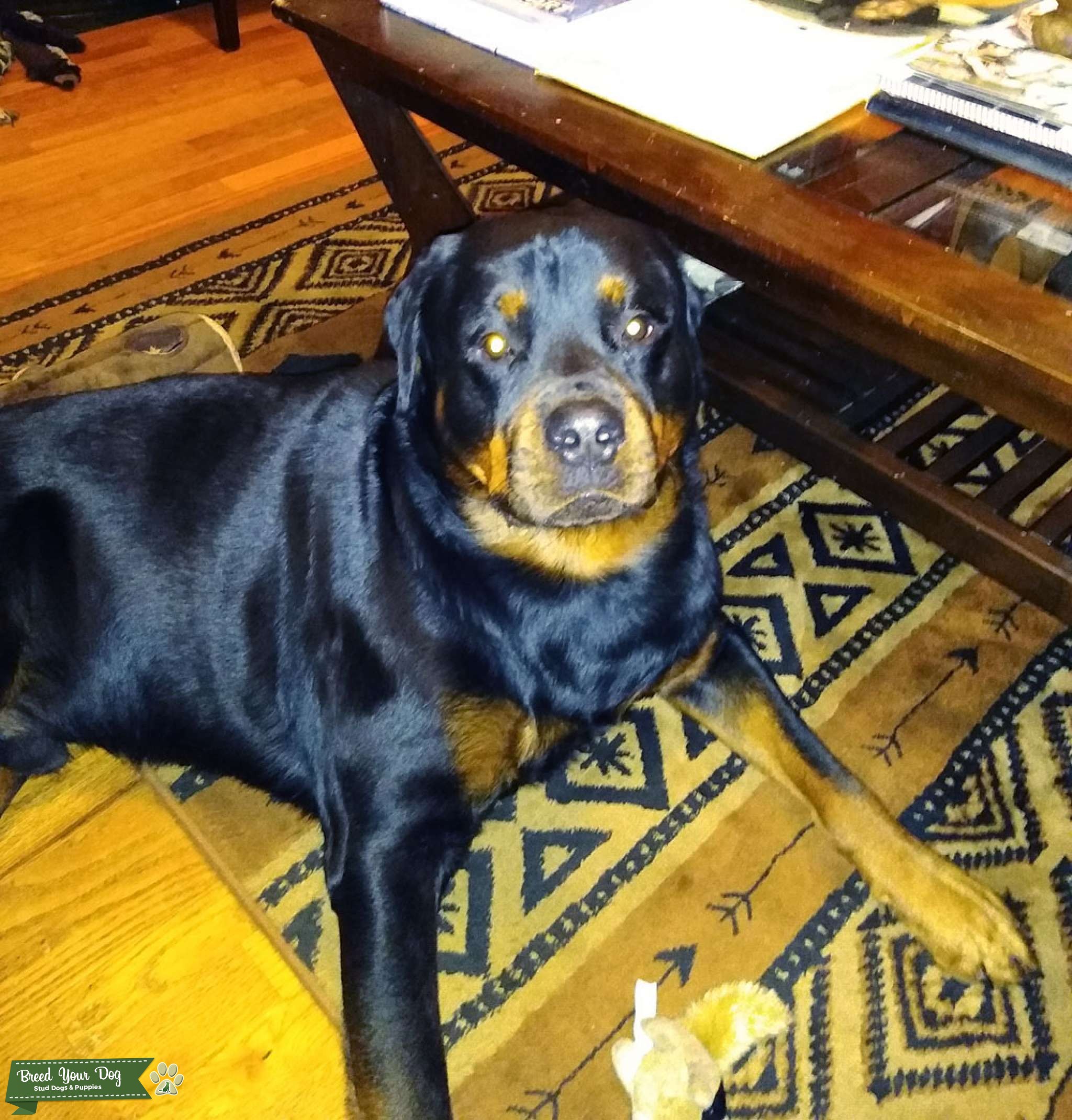 Two year old, 135 pound, male Rottweiler - Stud Dog in Delaware, the ...