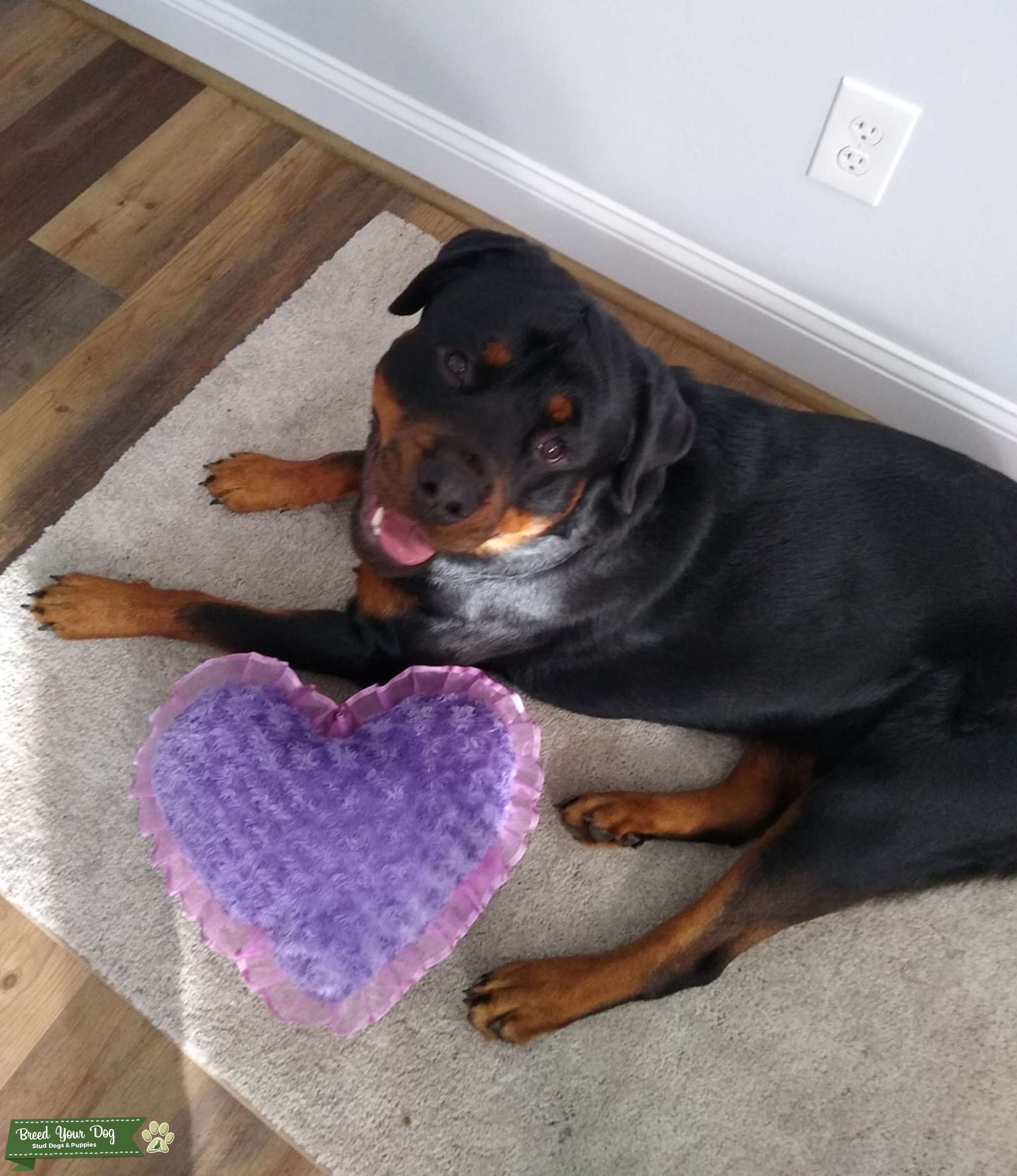 Two year old, 135 pound, male Rottweiler - Stud Dog in Delaware, the ...