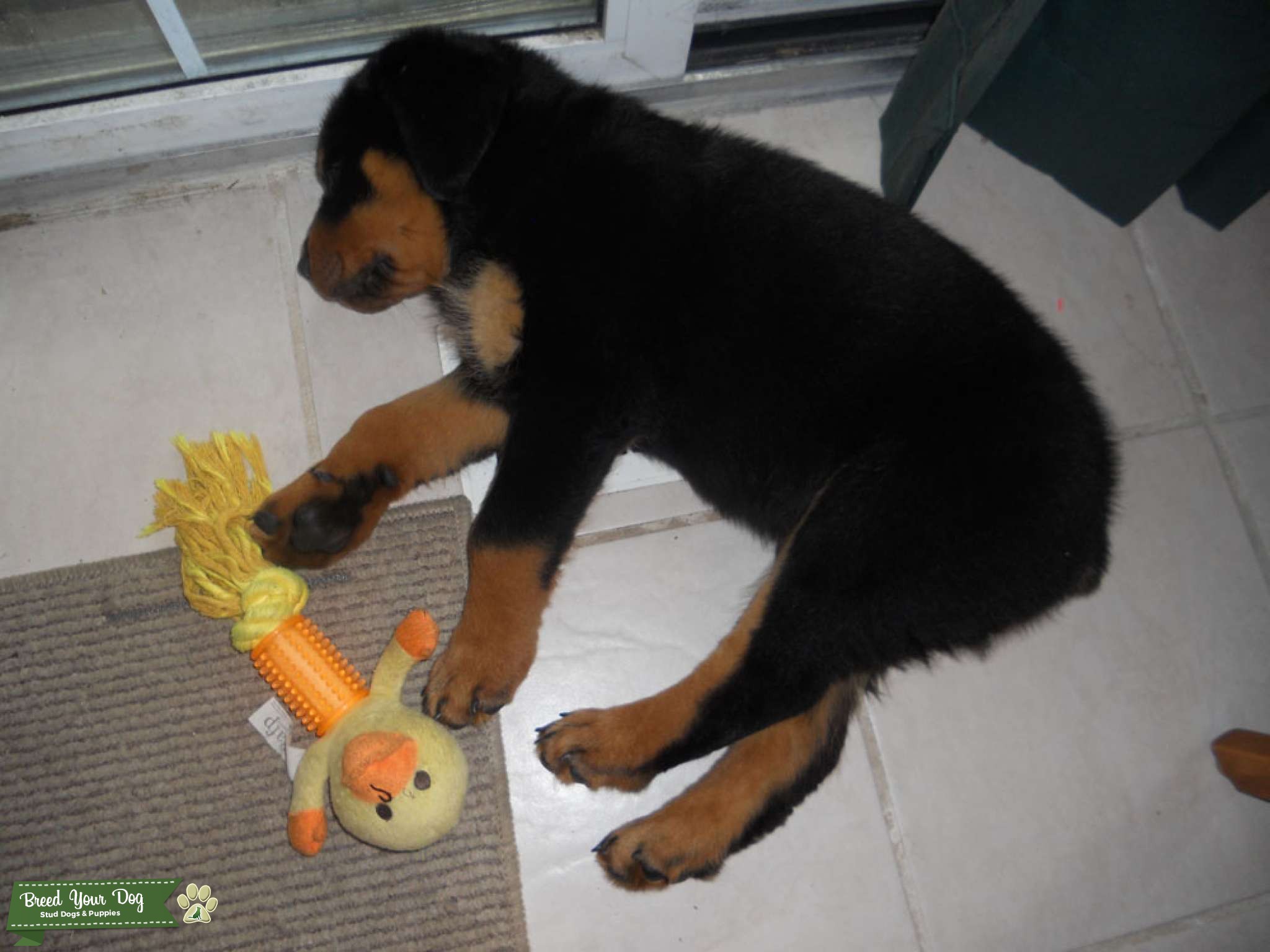 Two year old, 135 pound, male Rottweiler - Stud Dog in Delaware, United ...