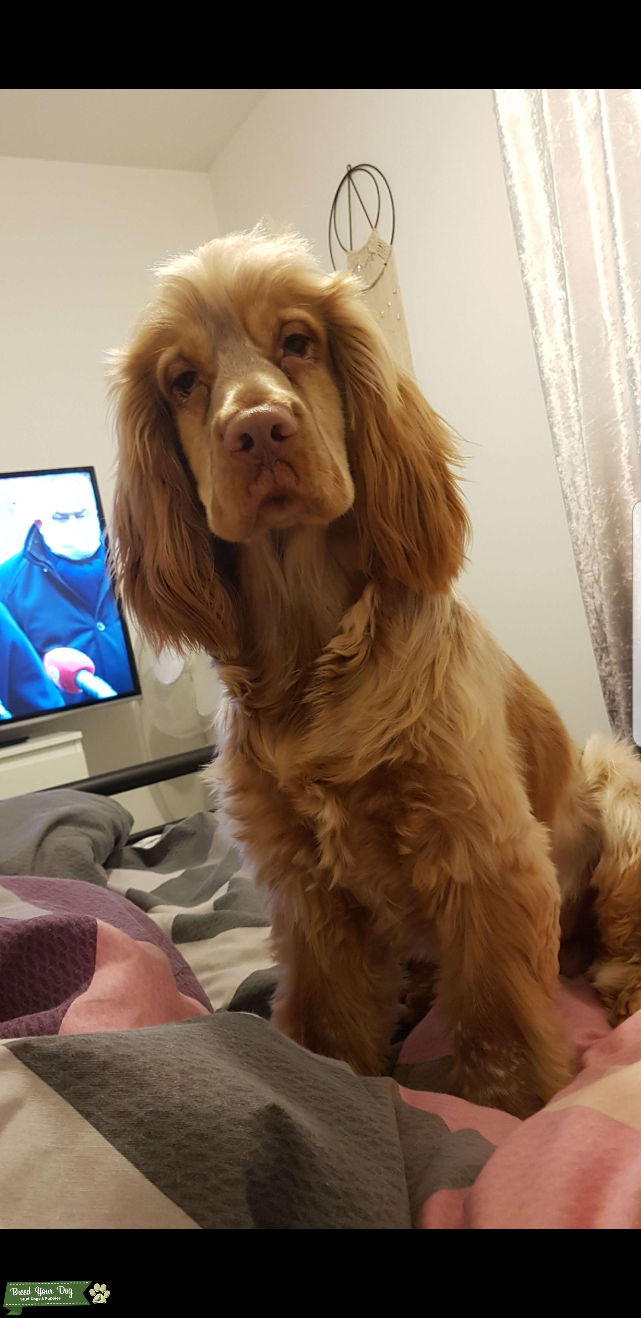 ginger white cocker spaniel - Stud Dog Derbyshire - Breed Your Dog