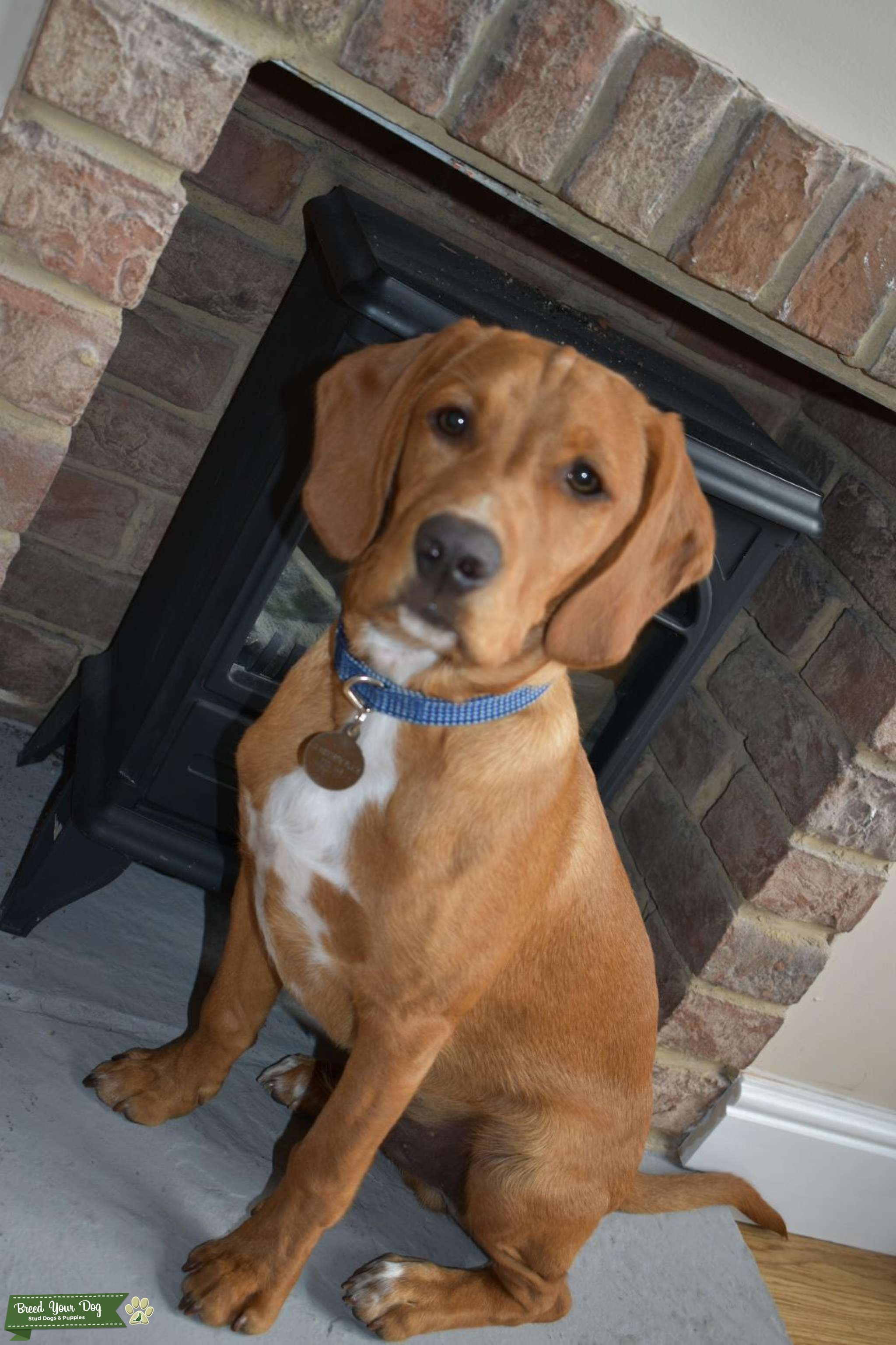 looking for lab or sprocker - Stud Dog Yorkshire - Breed Your Dog