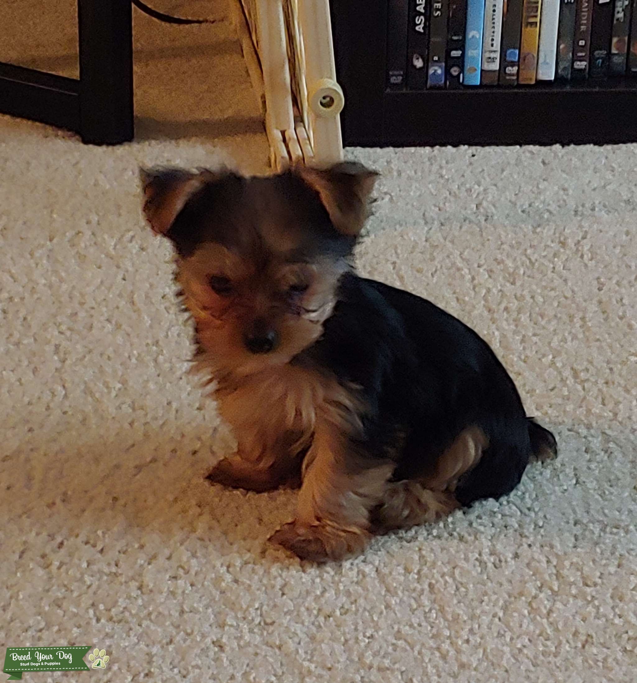 Yorkie Stud - Stud Dog Georgia - Breed Your Dog