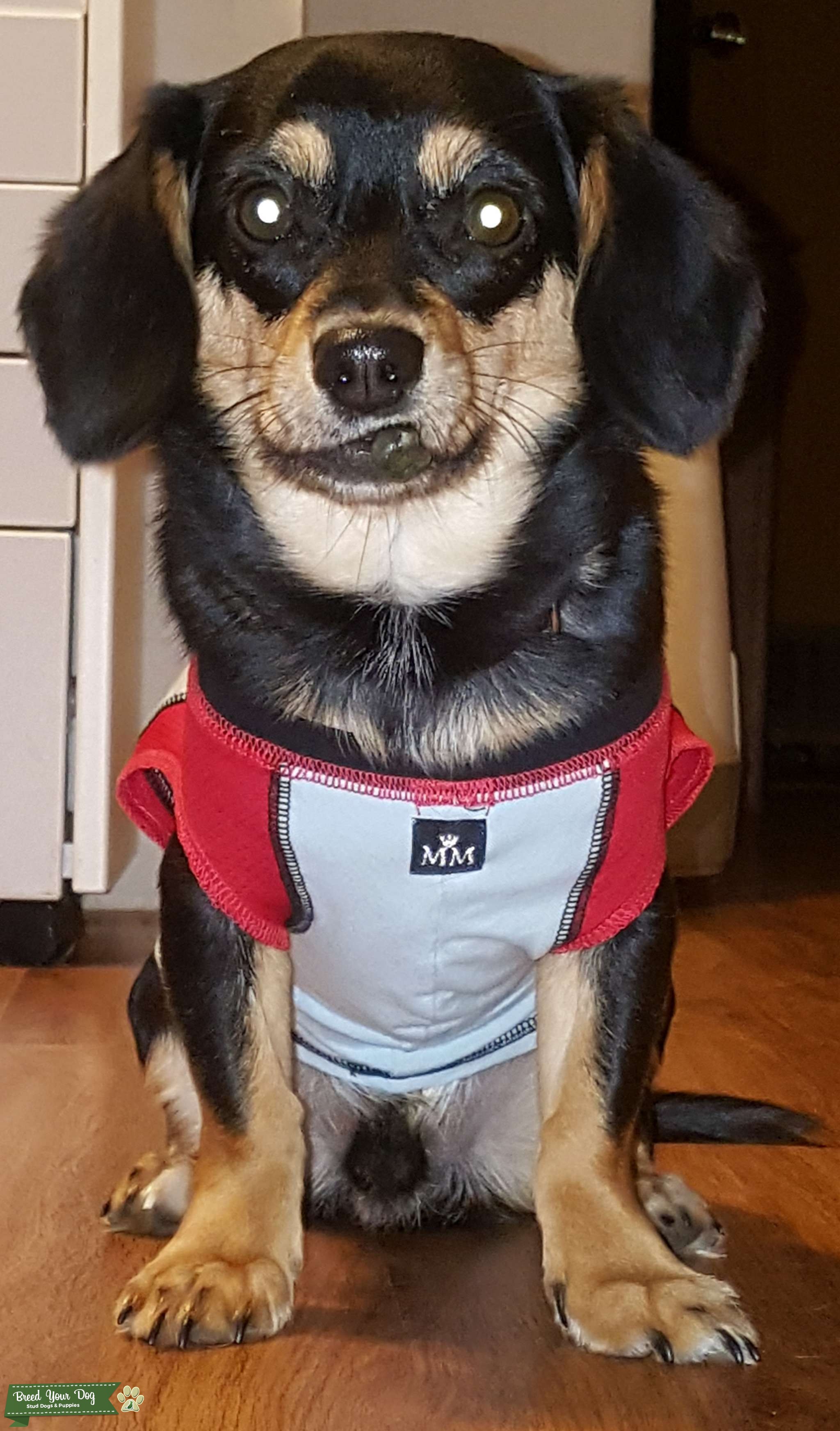 Dashalier Tri-colored Stud - Stud Dog Wisconsin - Breed Your Dog