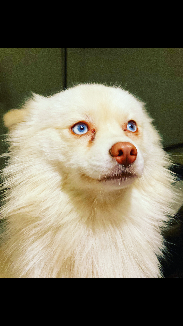 White Pomsky stud blue eyes - Stud Dog in Los angeles, Puerto Rico ...