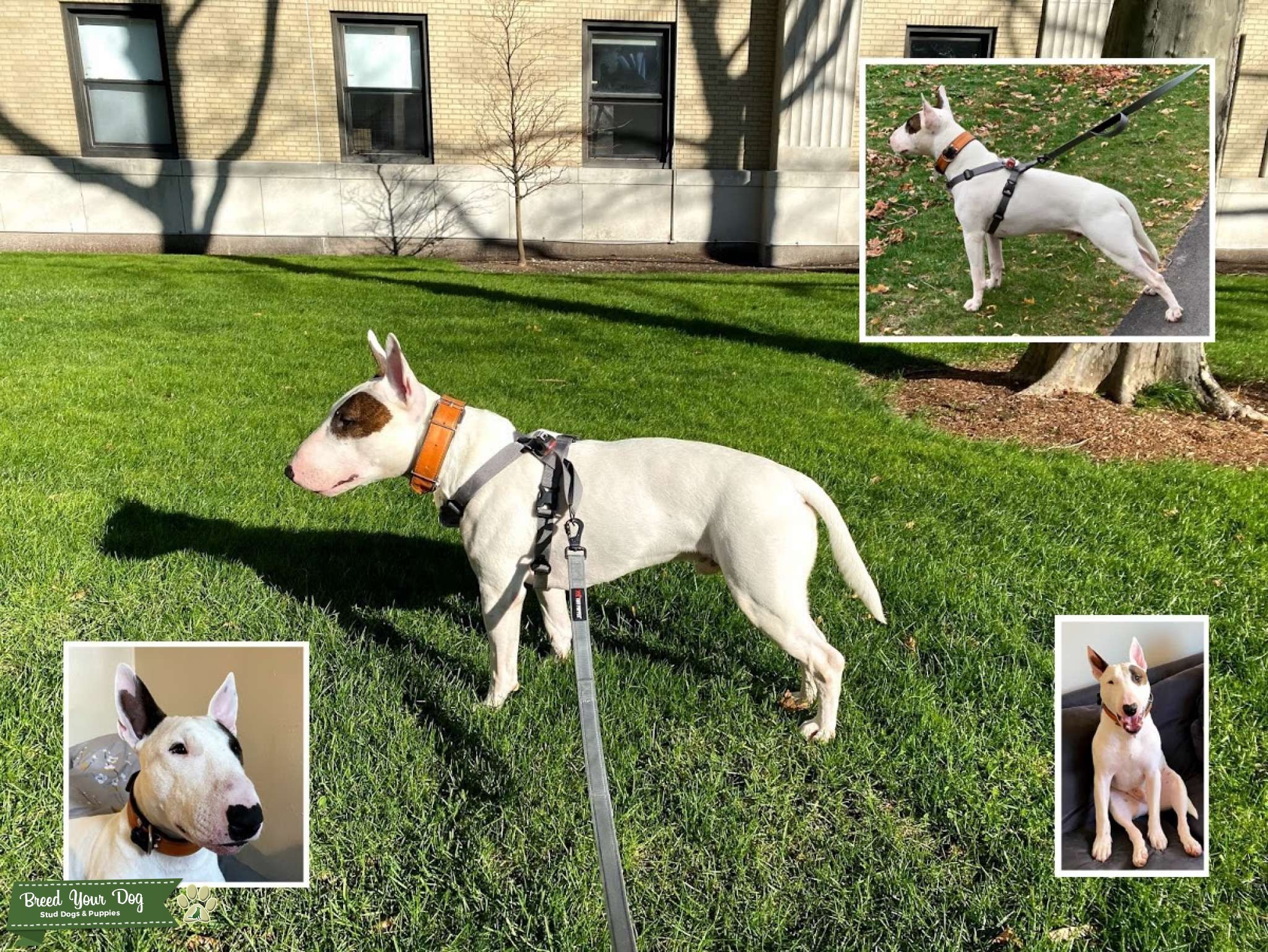 Handsome Bull Terrier with Heart Nose and Eye Patch - Stud Dog in ...