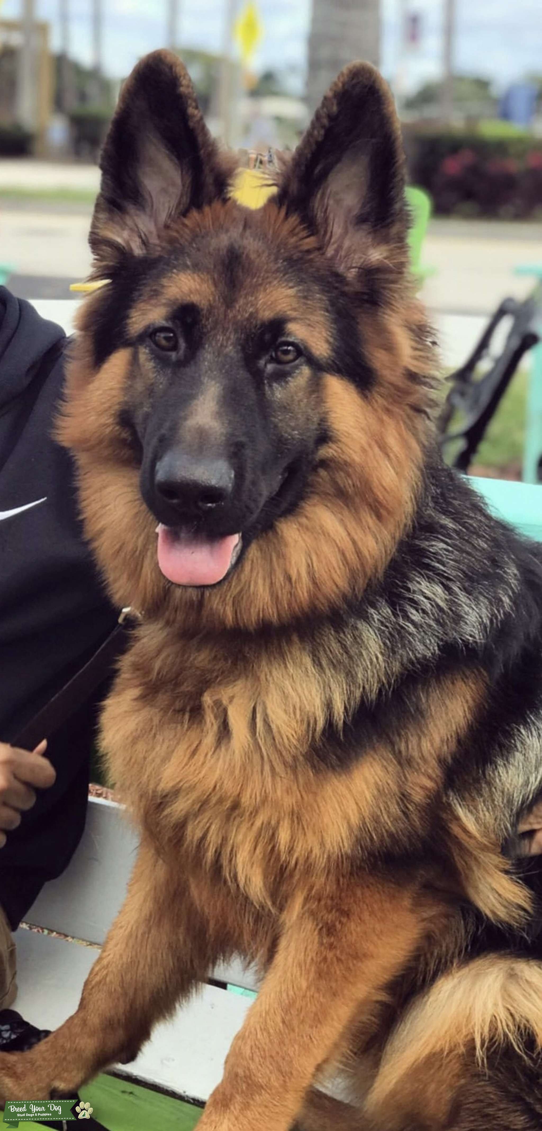 Pure Bred German Shepherd Male - Stud Dog in Miami, Florida, Spain ...