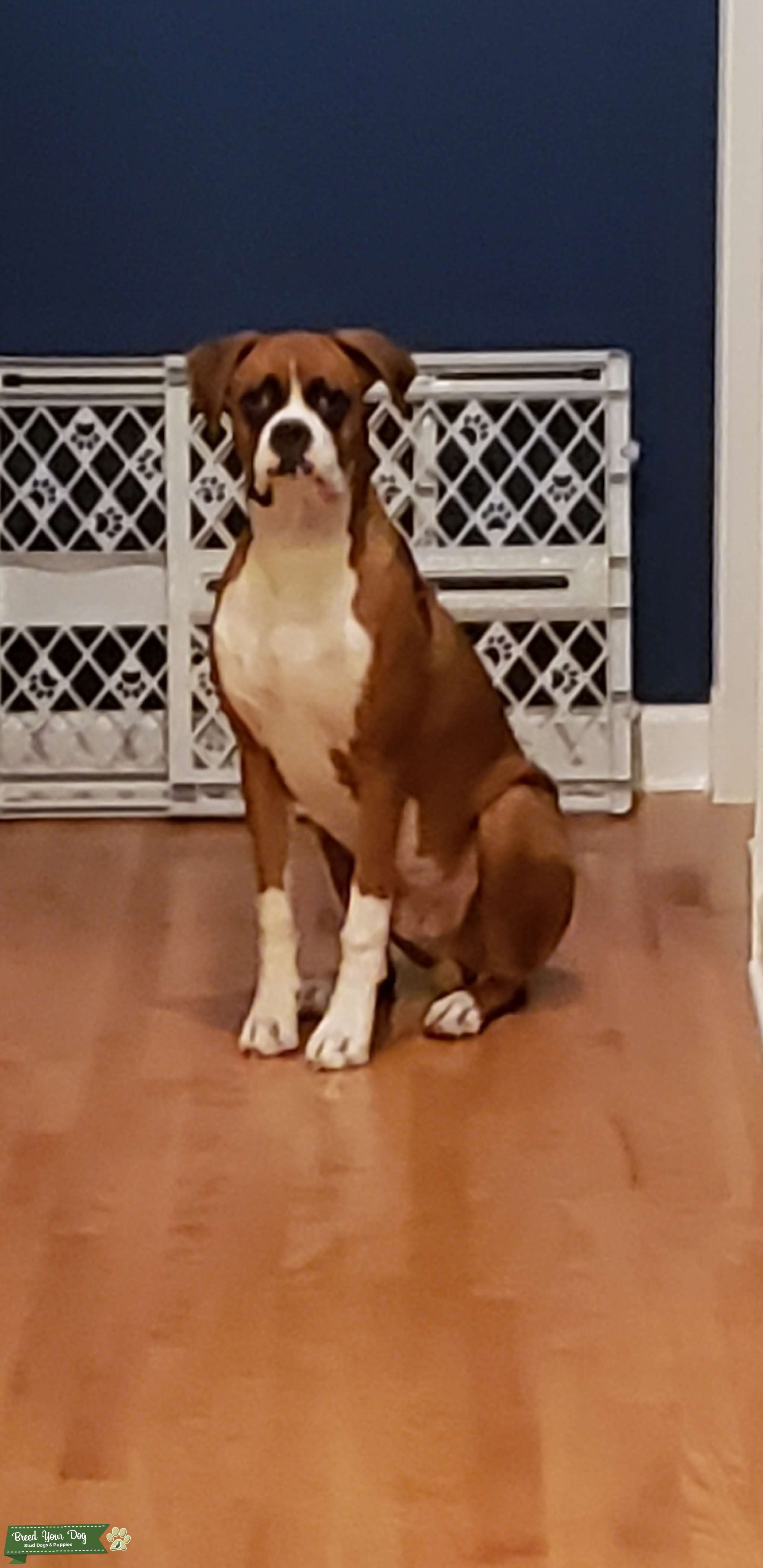 Beautiful Flashy Fawn Boxer AKC Registered - Stud Dog in Chicago, the ...