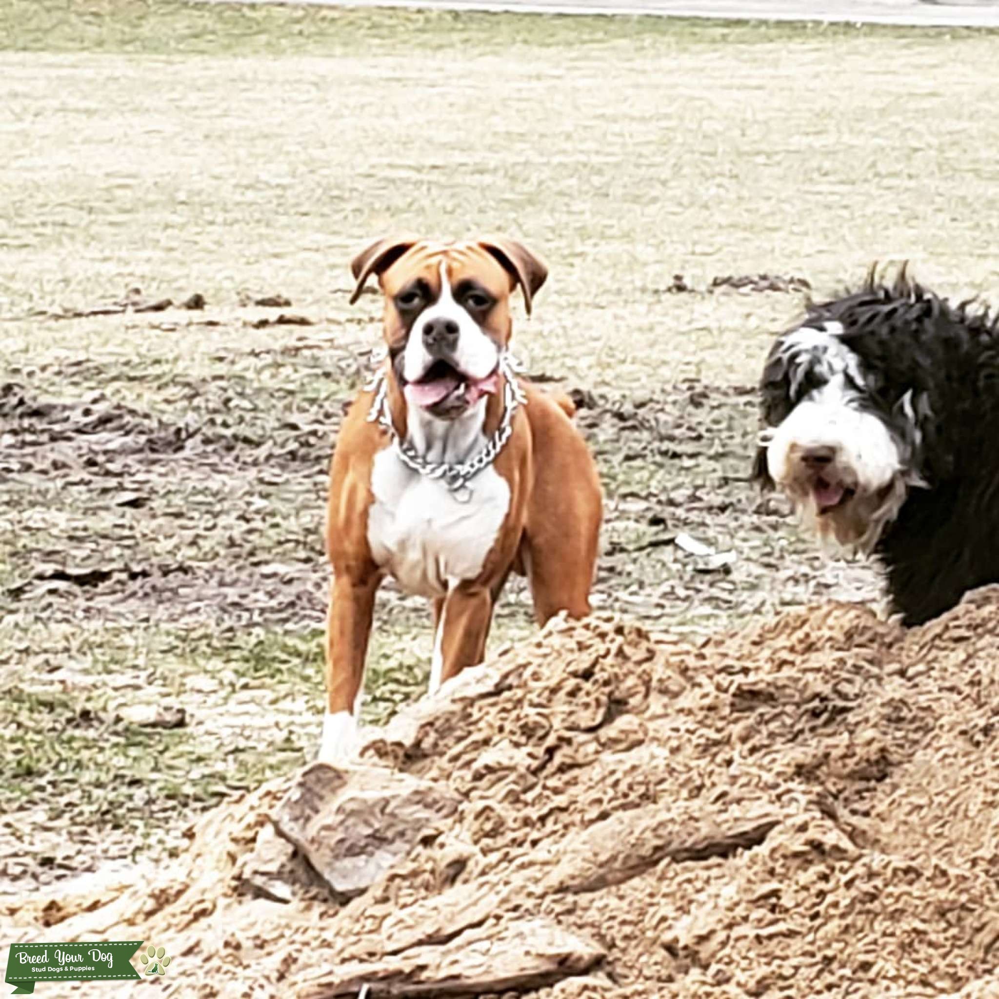Beautiful Flashy Fawn Boxer AKC Registered - Stud Dog in Chicago, the ...
