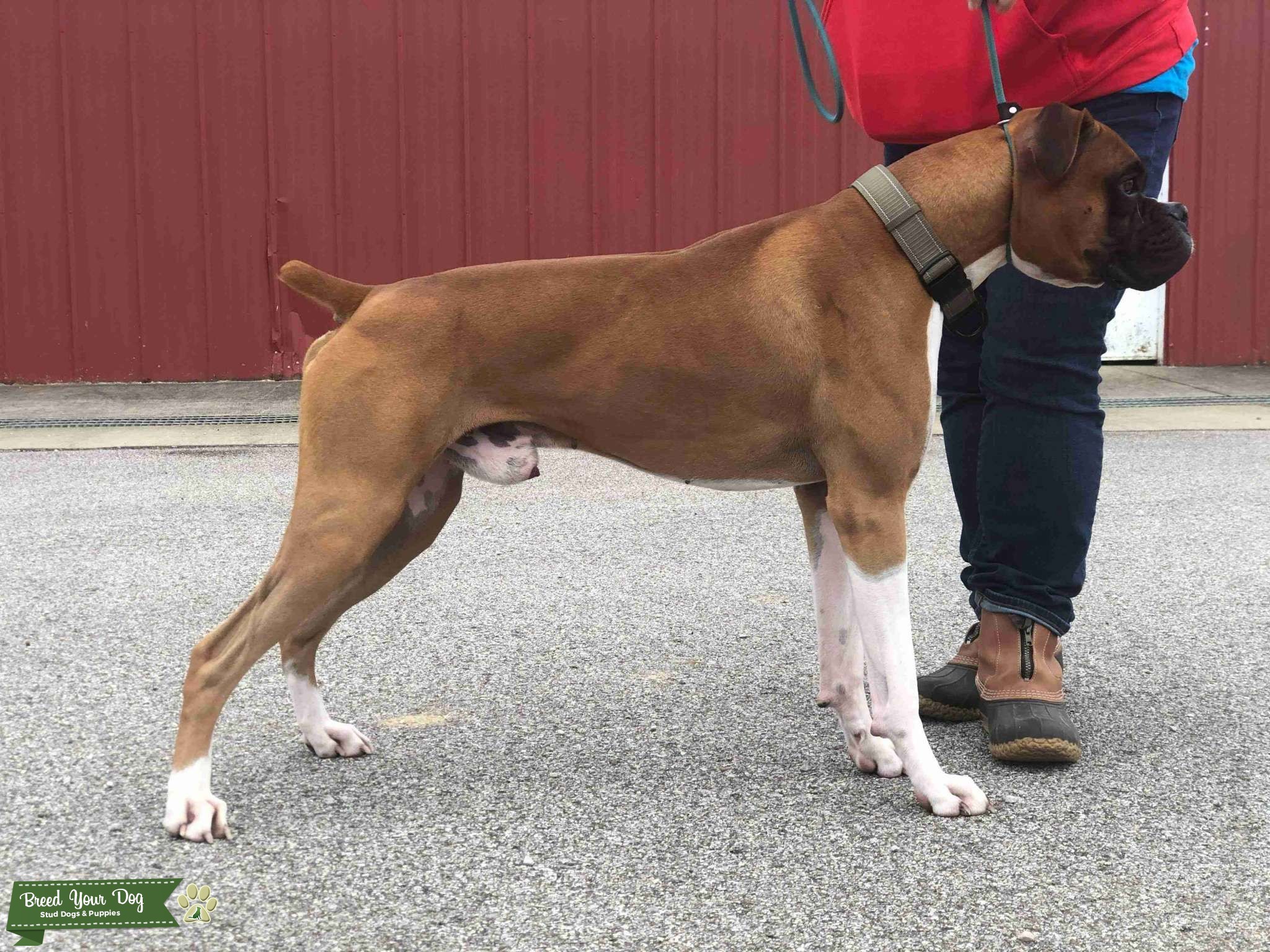 What Breed Is The Apollo Of Dogs