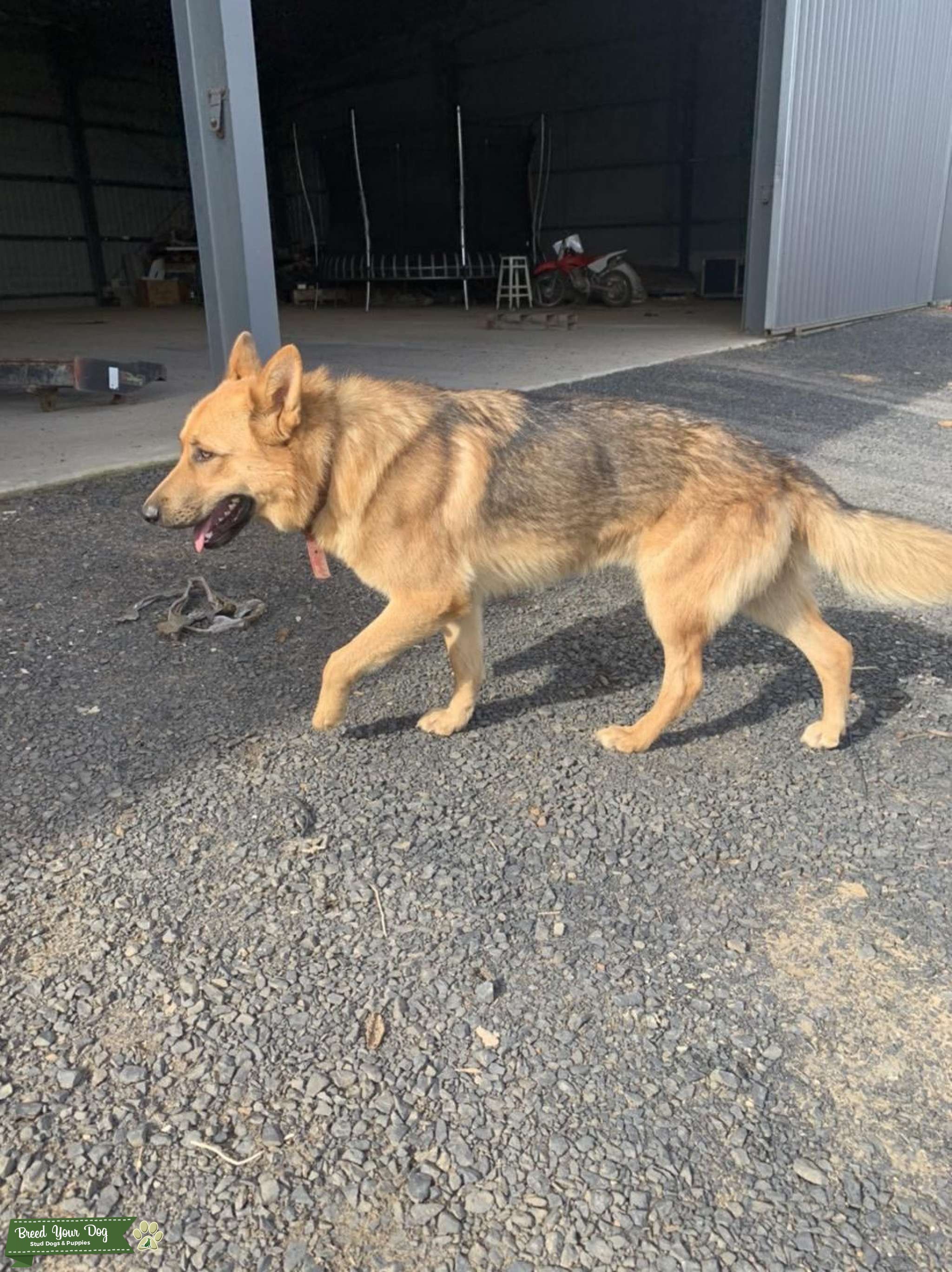 German shepherd stud dog - Stud Dog Somersby - Breed Your Dog