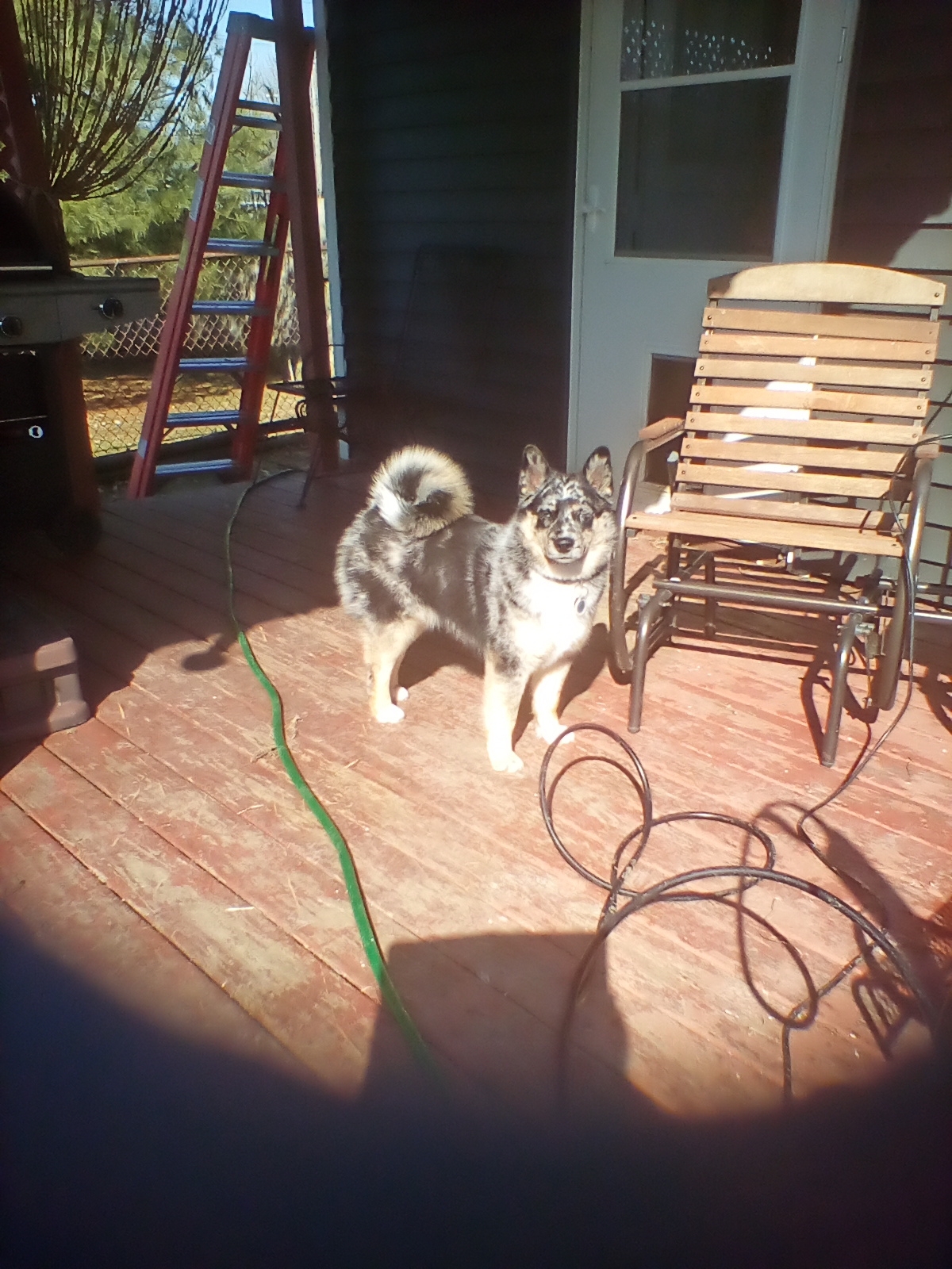 Blue eyes, Merle Pomsky -intelligent, very affectionate, beautiful male ...