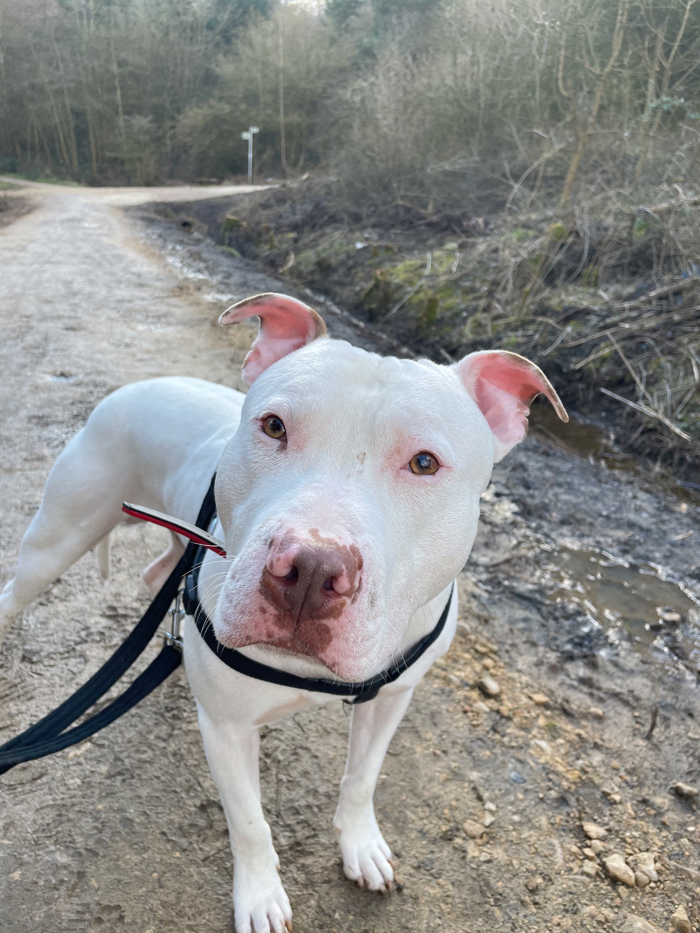 White staffy x - Stud Dog in East Midlands , United Kingdom | Breed ...