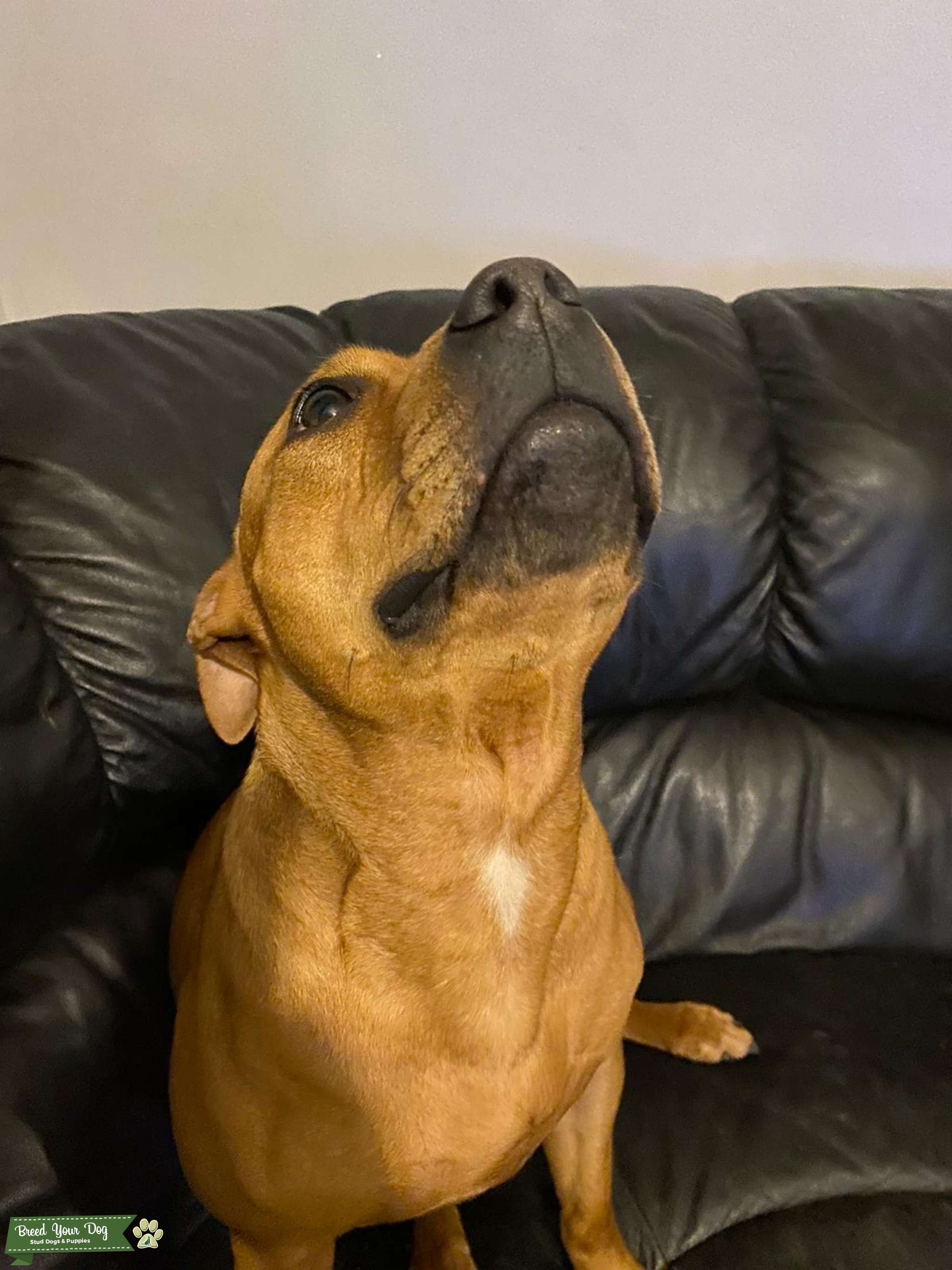 Ginger / Tan / red staffy bitch - Stud Dog in Tyne and Wear , United ...