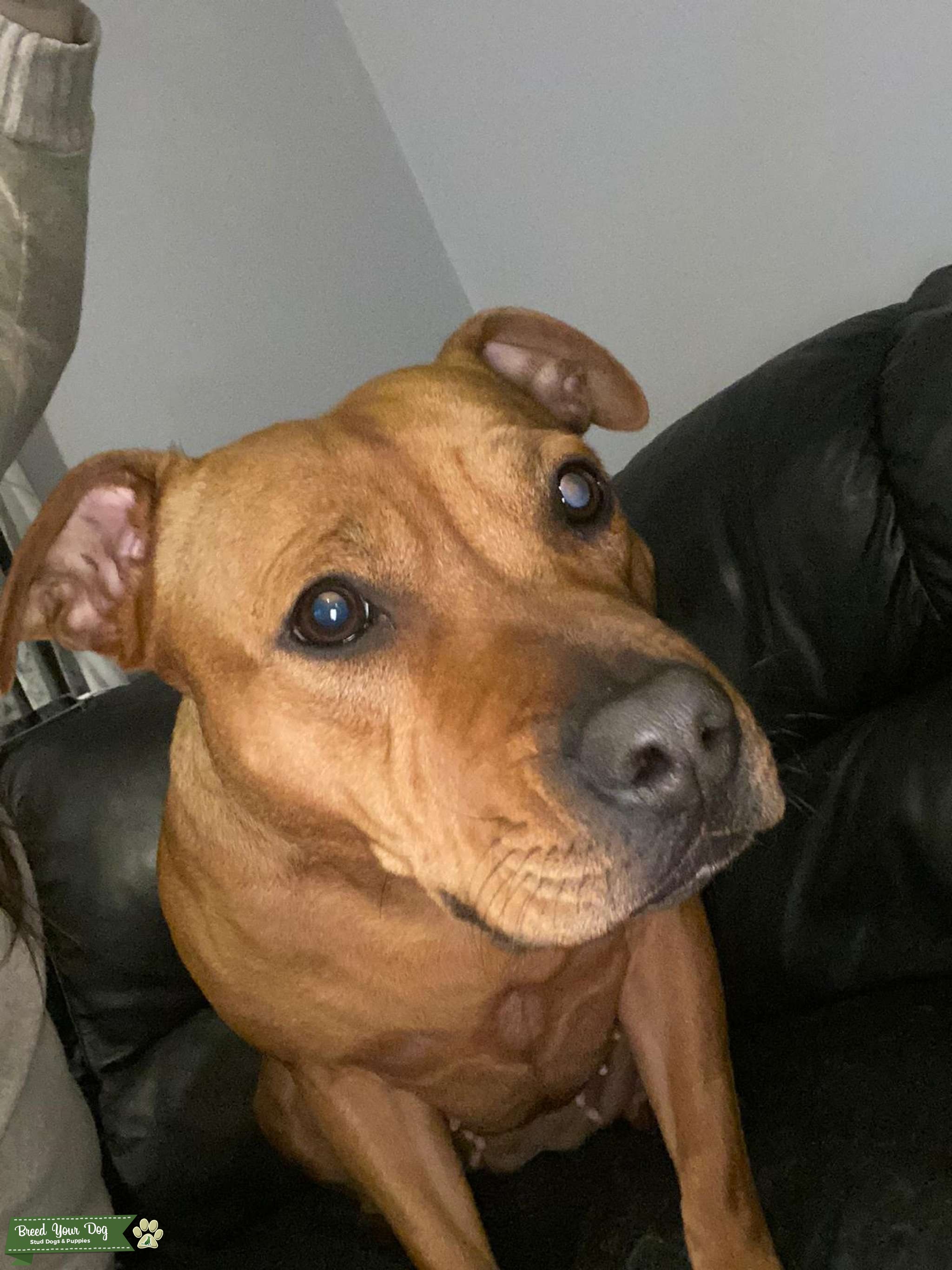 Ginger / Tan / red staffy bitch - Stud Dog in Tyne and Wear , the ...