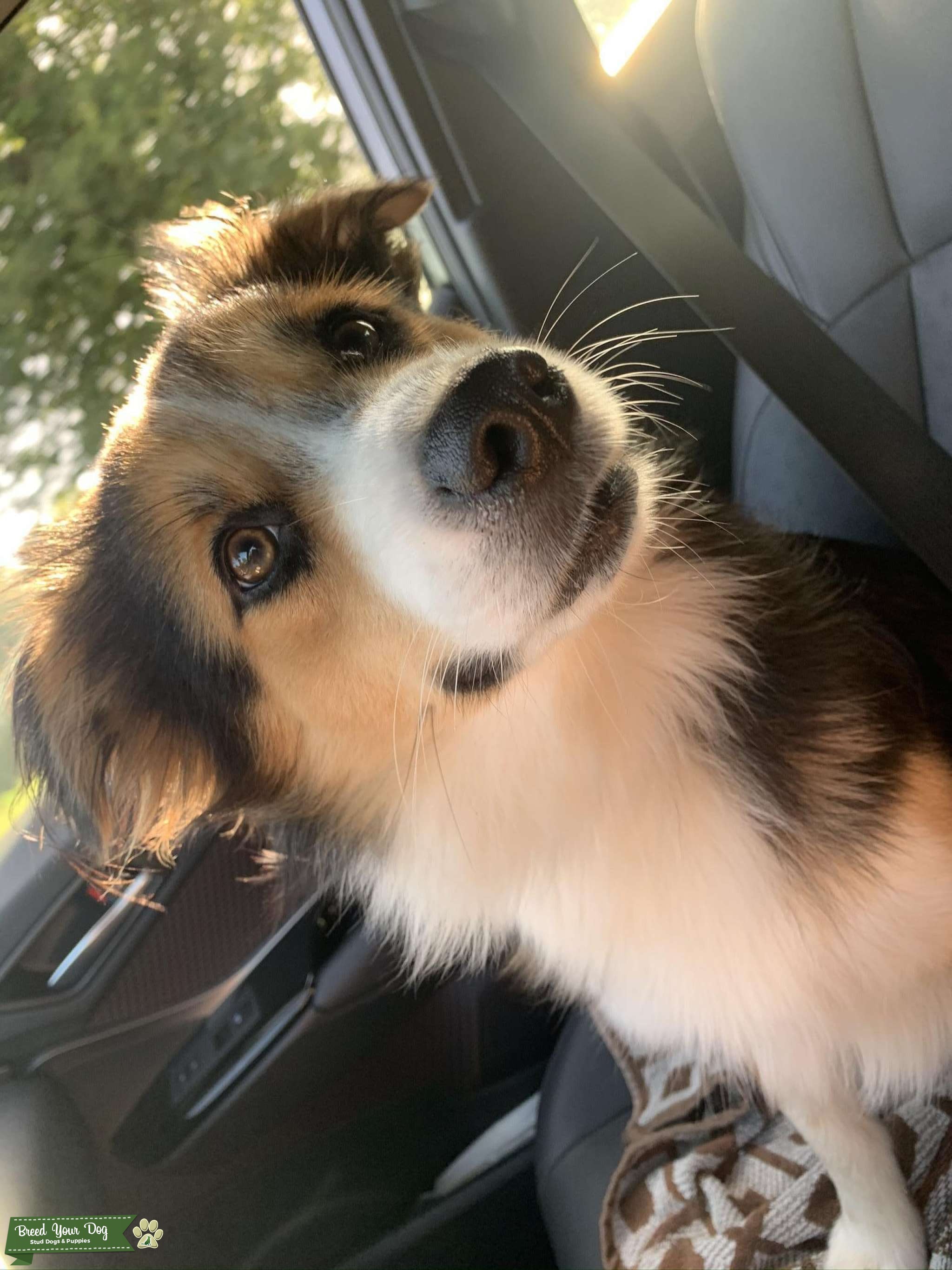 Looking to breed my Auggie to Toy or Mini Poodle! - Stud Dog in Alabama ...