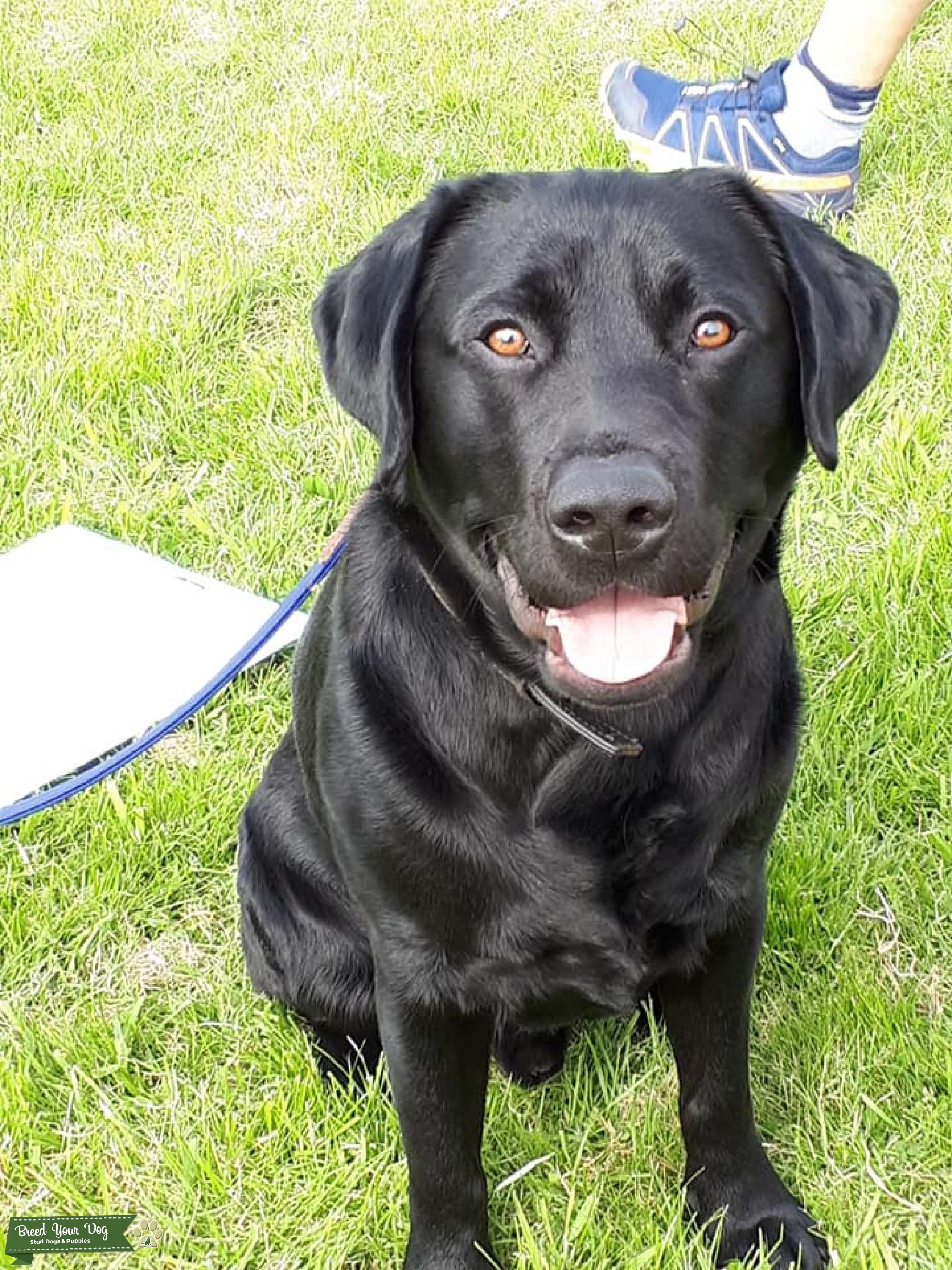 Black Labrador - Stud Dog in Somerset, the United States | Breed Your Dog
