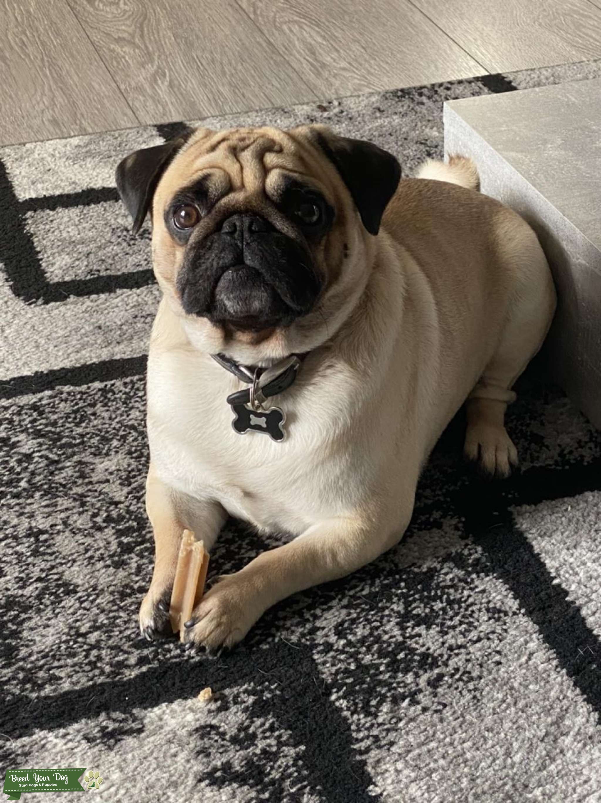 Pug stud - Stud Dog in Essex Colchester , United States | Breed Your Dog