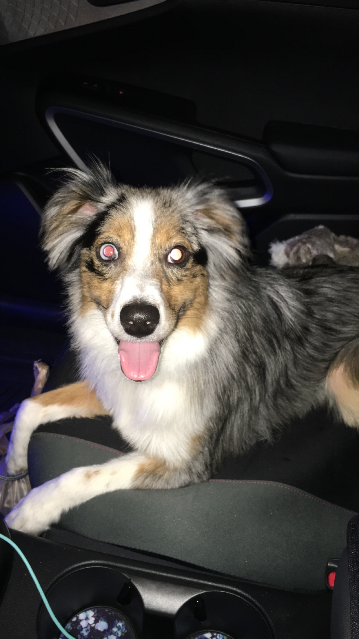 Female Blue Merle Tri Aussie - Stud Dog in United States, United States ...