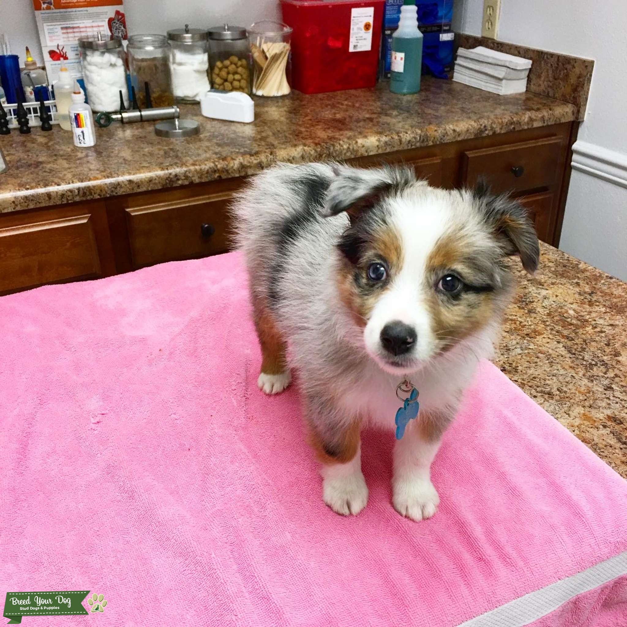 Female Blue Merle Tri Aussie - Stud Dog in United States, the United ...