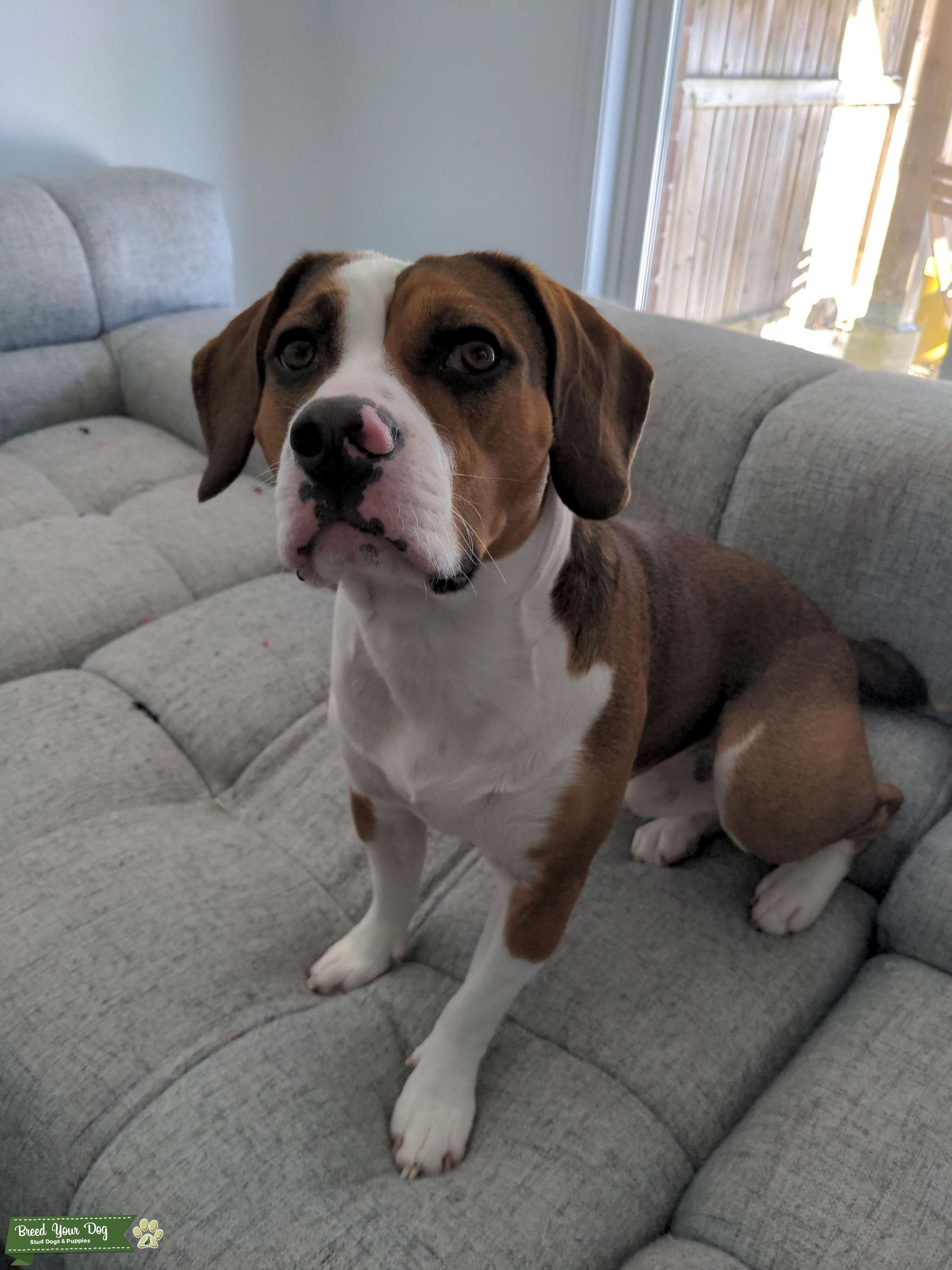 Beagle/bulldog cross - Stud Dog in ON, the United States | Breed Your Dog