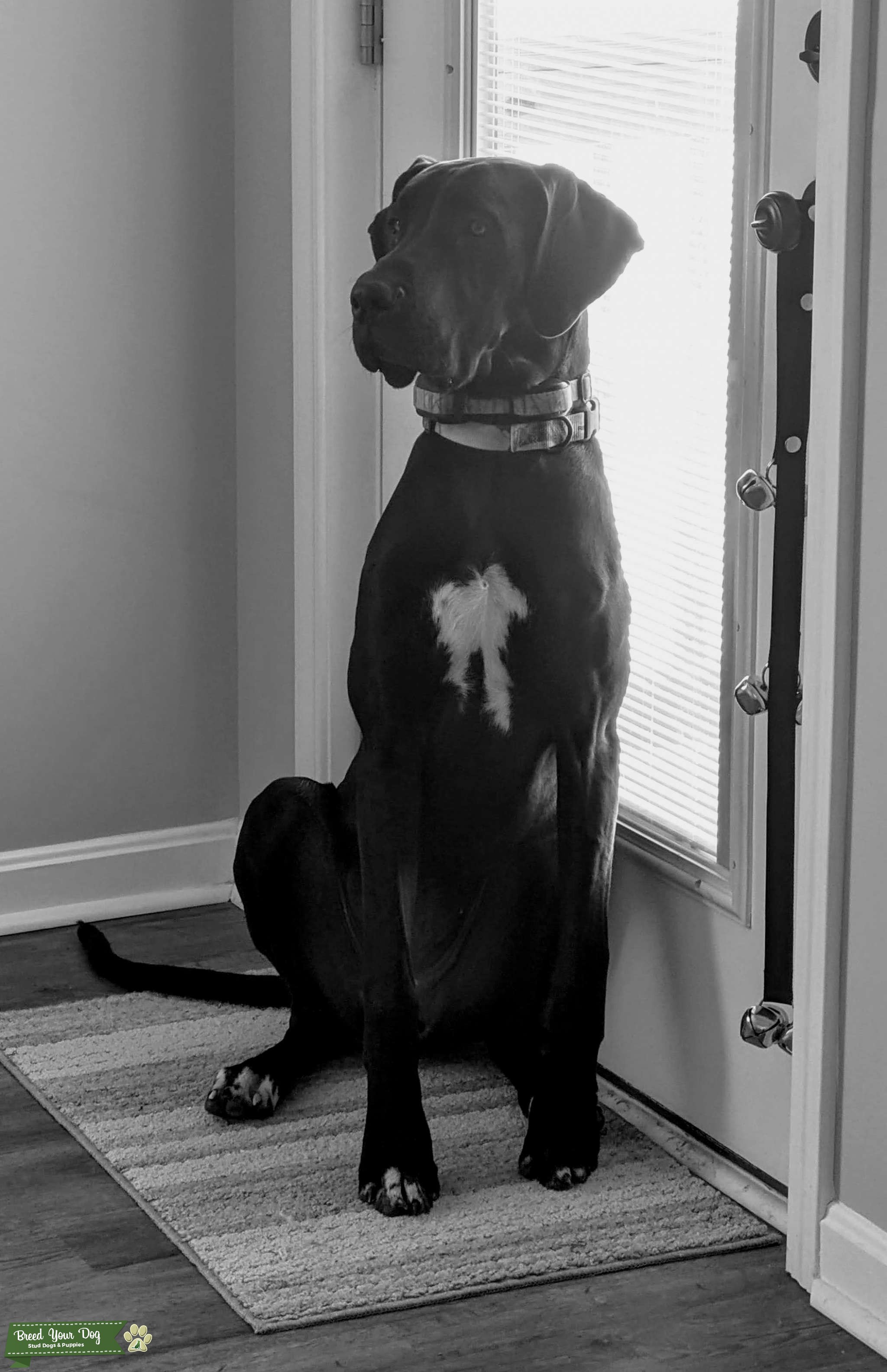 Black White Registered Great Dane Stud Dog In Shelbyville KY black-white-registered-great-dane-stud-dog-in-shelbyville-ky