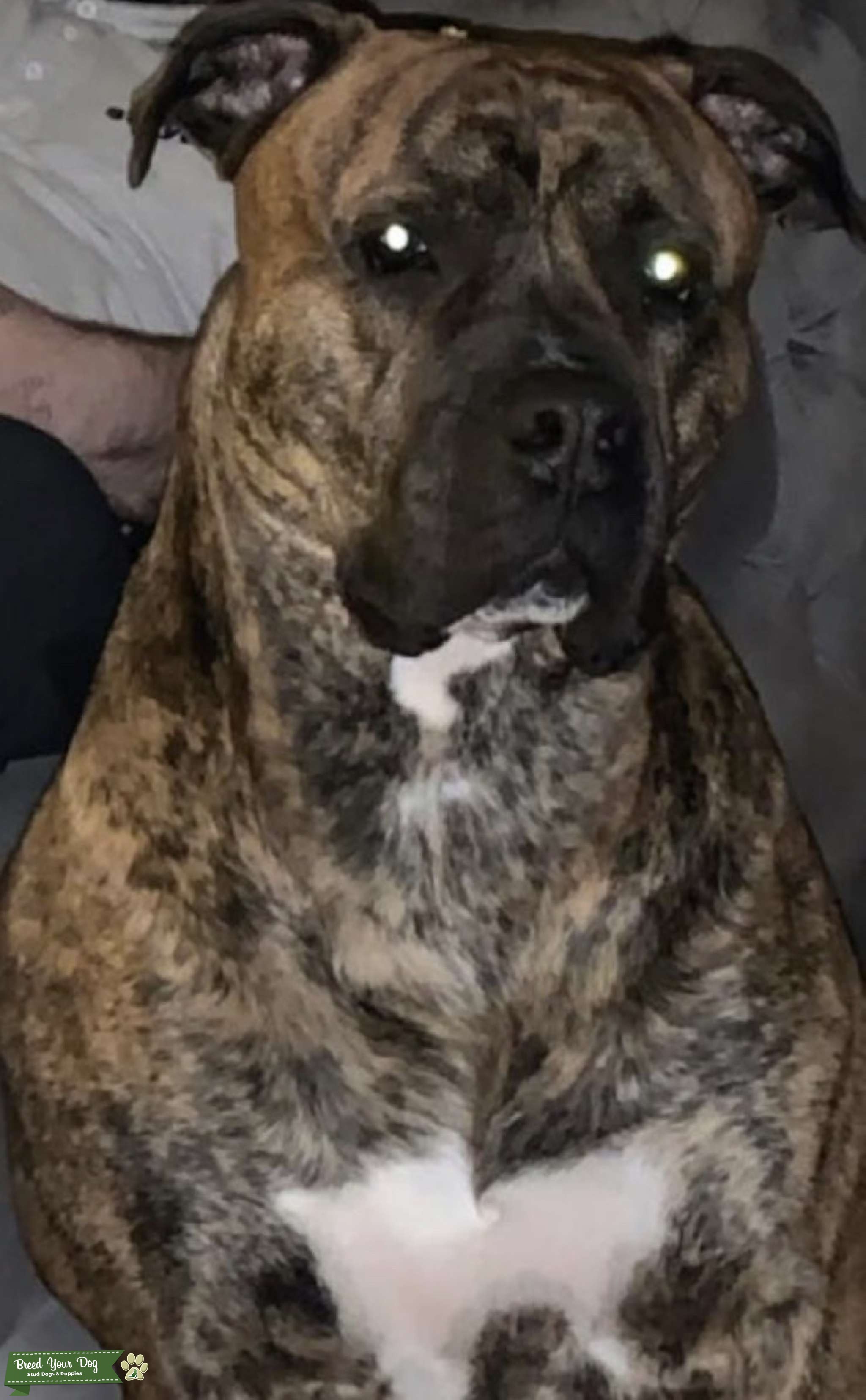 Bull mastiff cross - Stud Dog in Liverpool , United States | Breed Your Dog