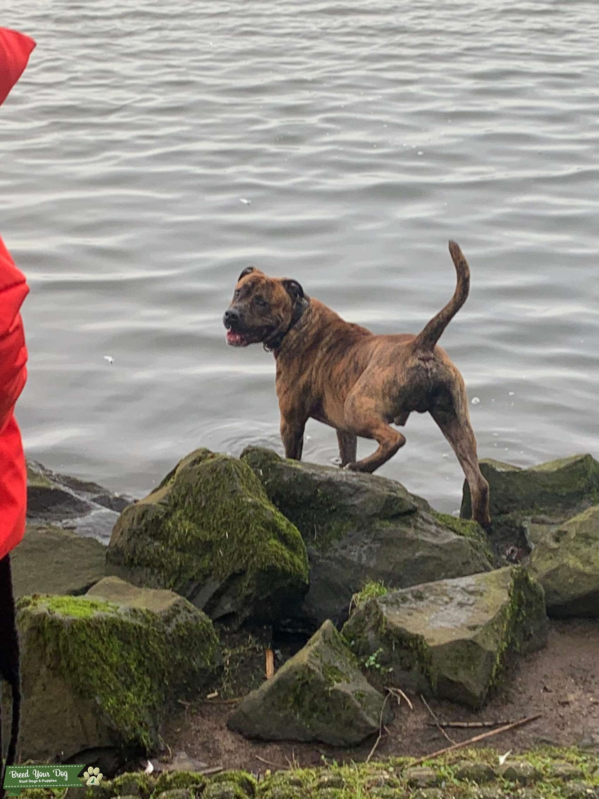 Bull mastiff cross - Stud Dog in Liverpool , the United States | Breed ...