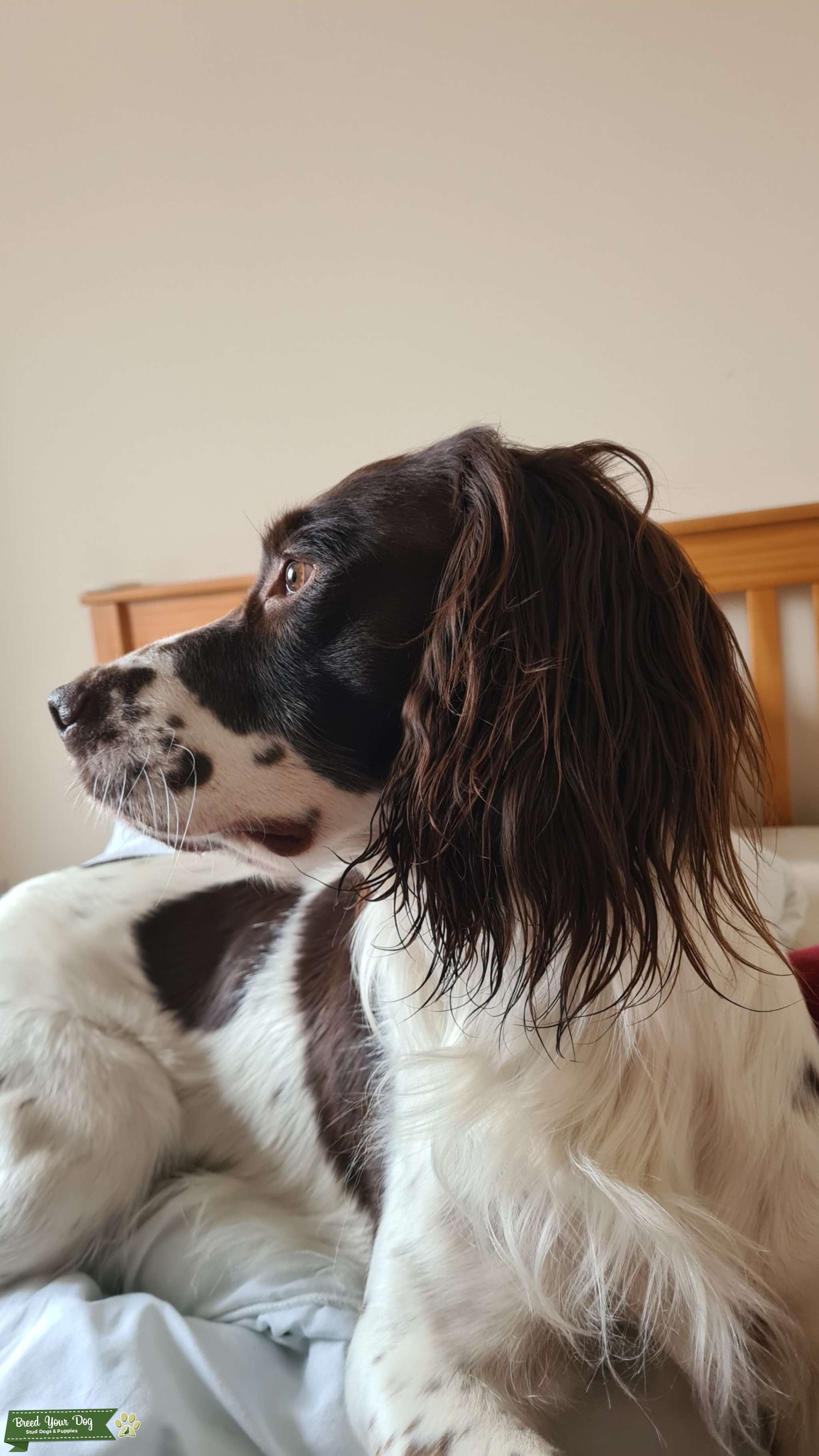 English Springer Spaniel (Working) STUD - Stud Dog in Exeter, the ...