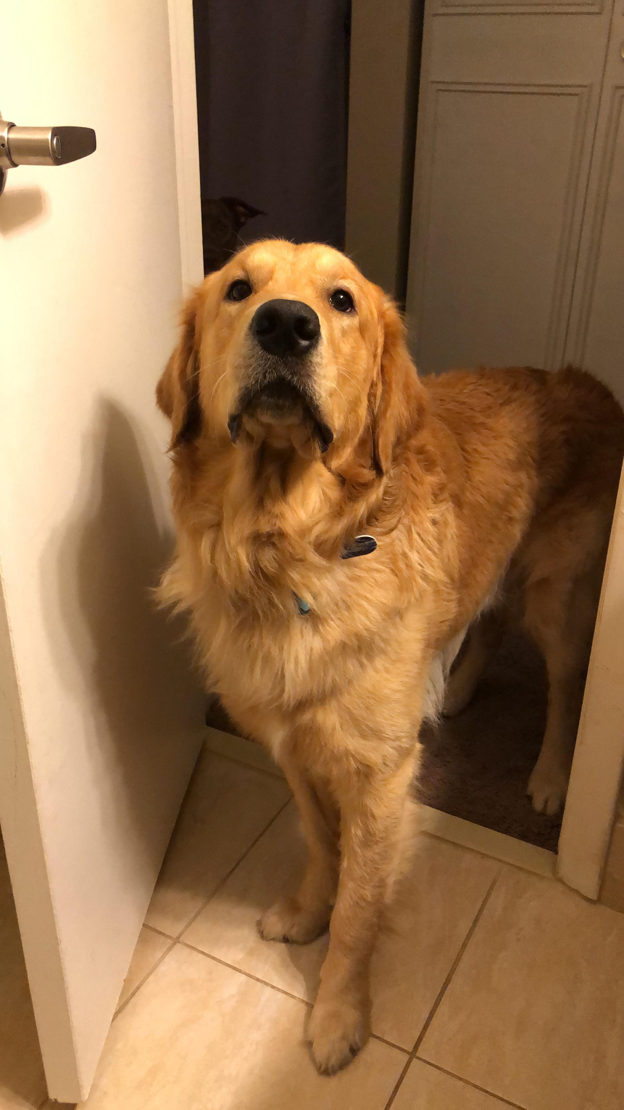 Purebred Champion Bloodline, Golden Retriever - Stud Dog in Florida ...