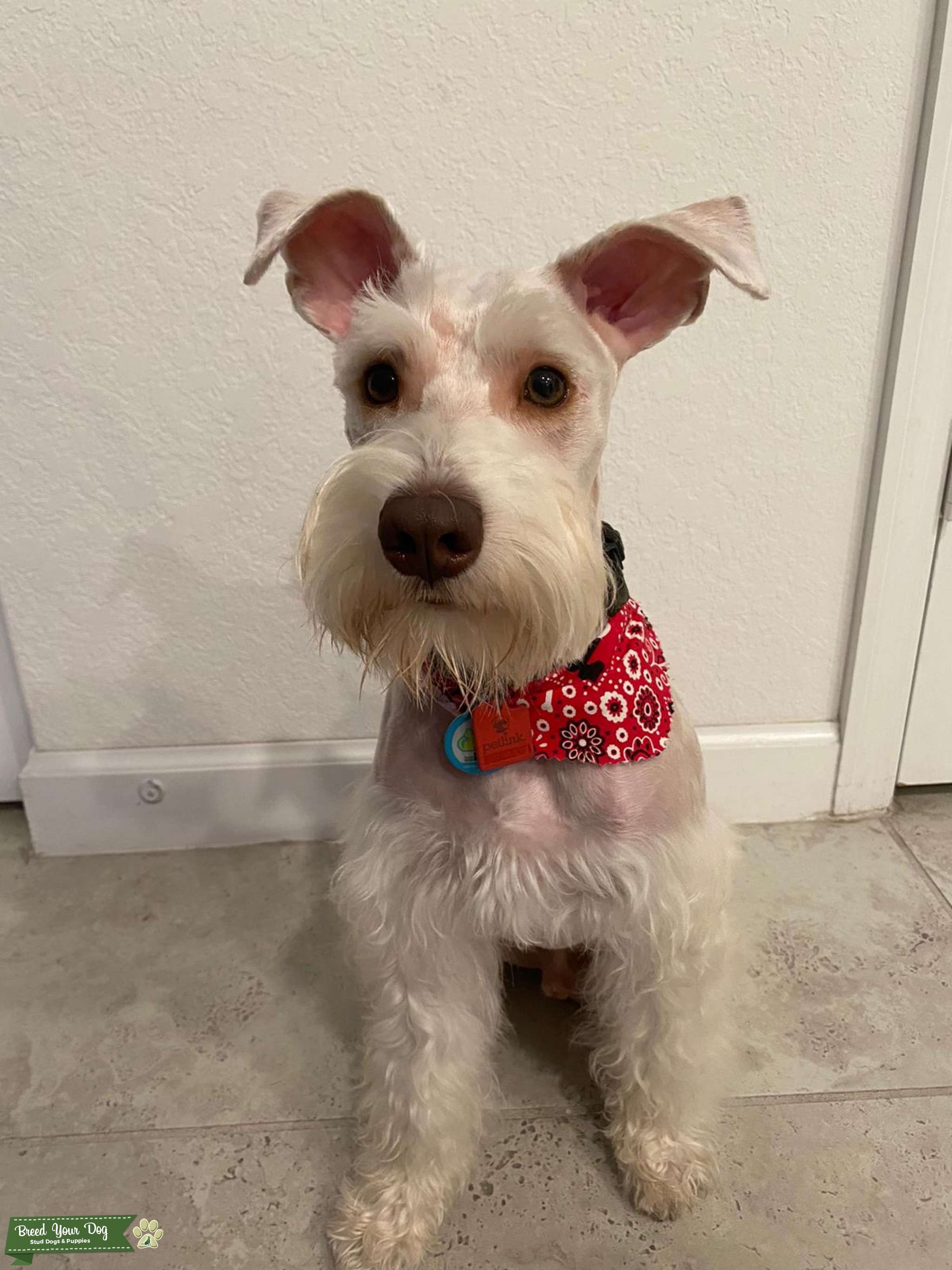 Champagne Schnauzer - Stud Dog in FLORIDA, the United States | Breed ...