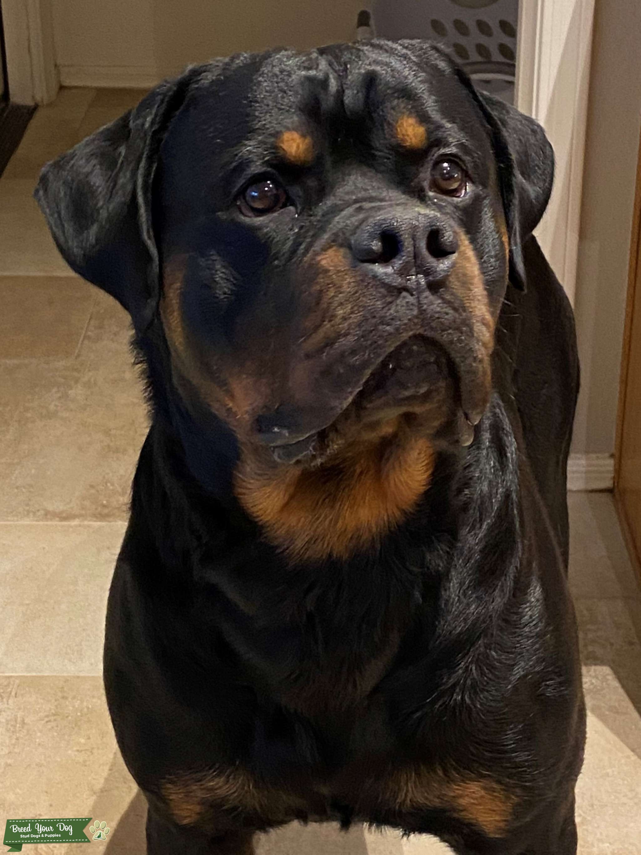 Rottweiler Stud - Kane - Stud Dog in Mesa, Arizona, the United States ...