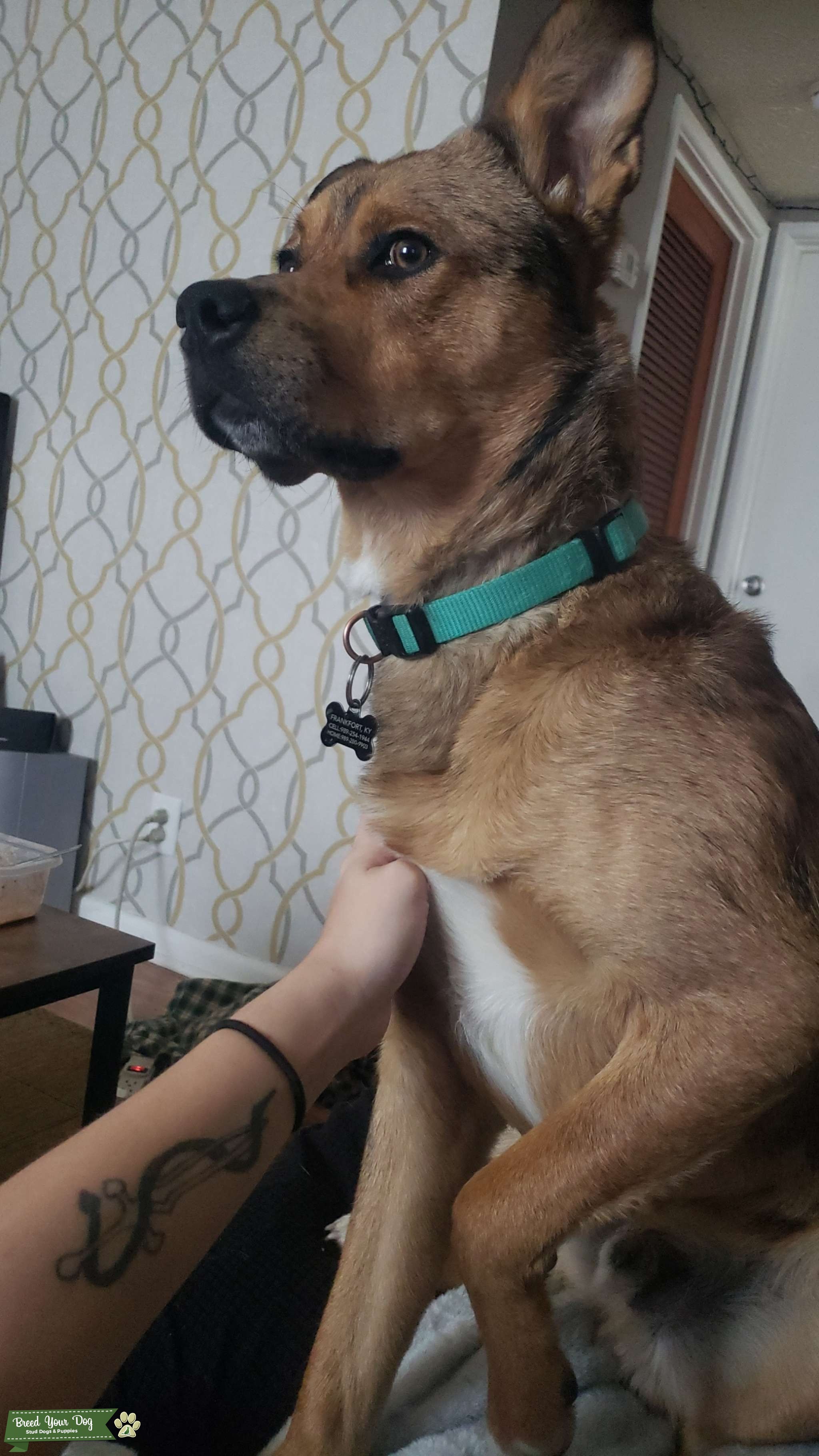 Tri-Color Australian Shepherd/ Blue Nose Pitbull Mix - Stud Dog ...