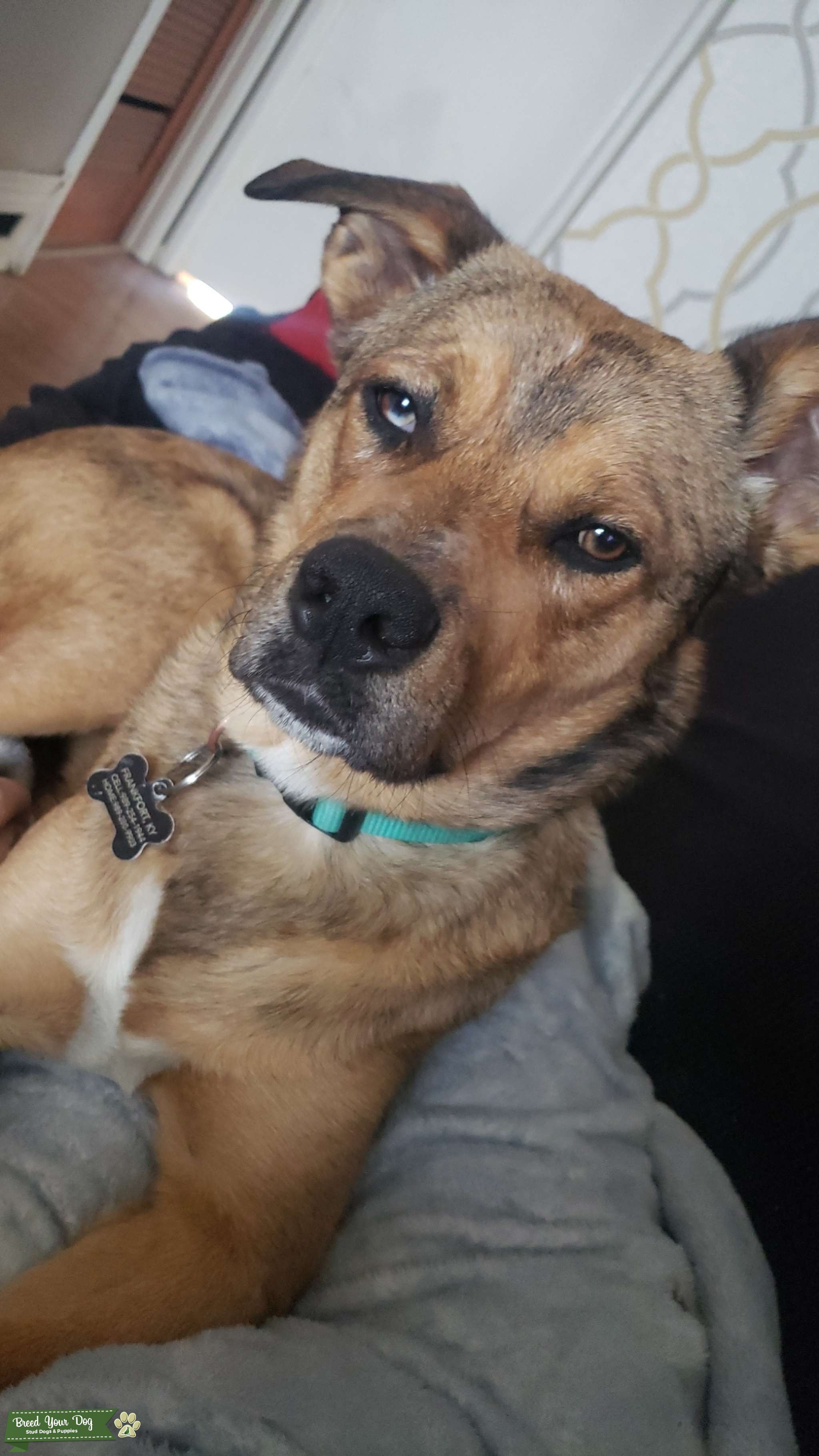 Tri-Color Australian Shepherd/ Blue Nose Pitbull Mix - Stud Dog ...