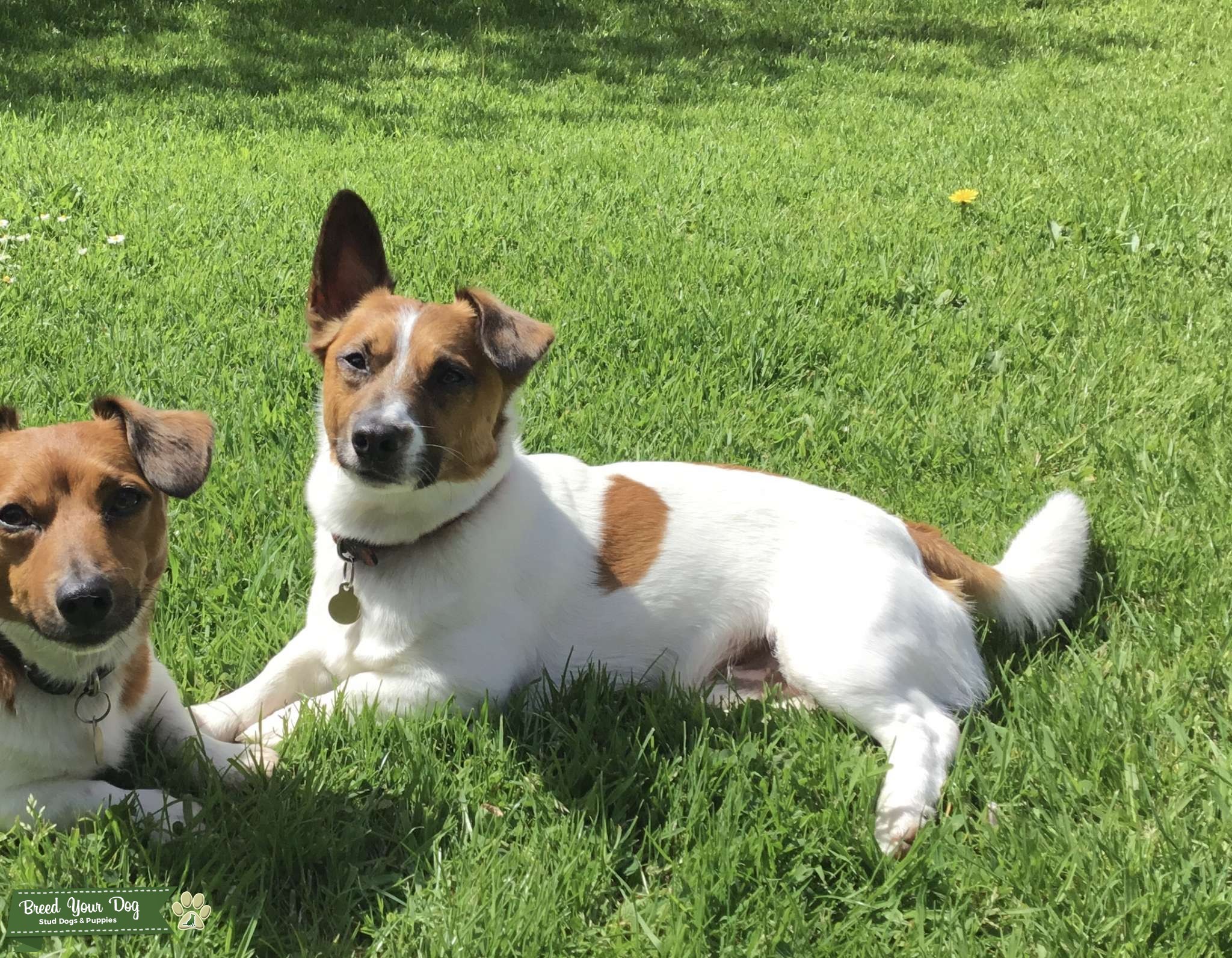 JRT white and tan - Stud Dog in Co Armagh , the United States | Breed ...