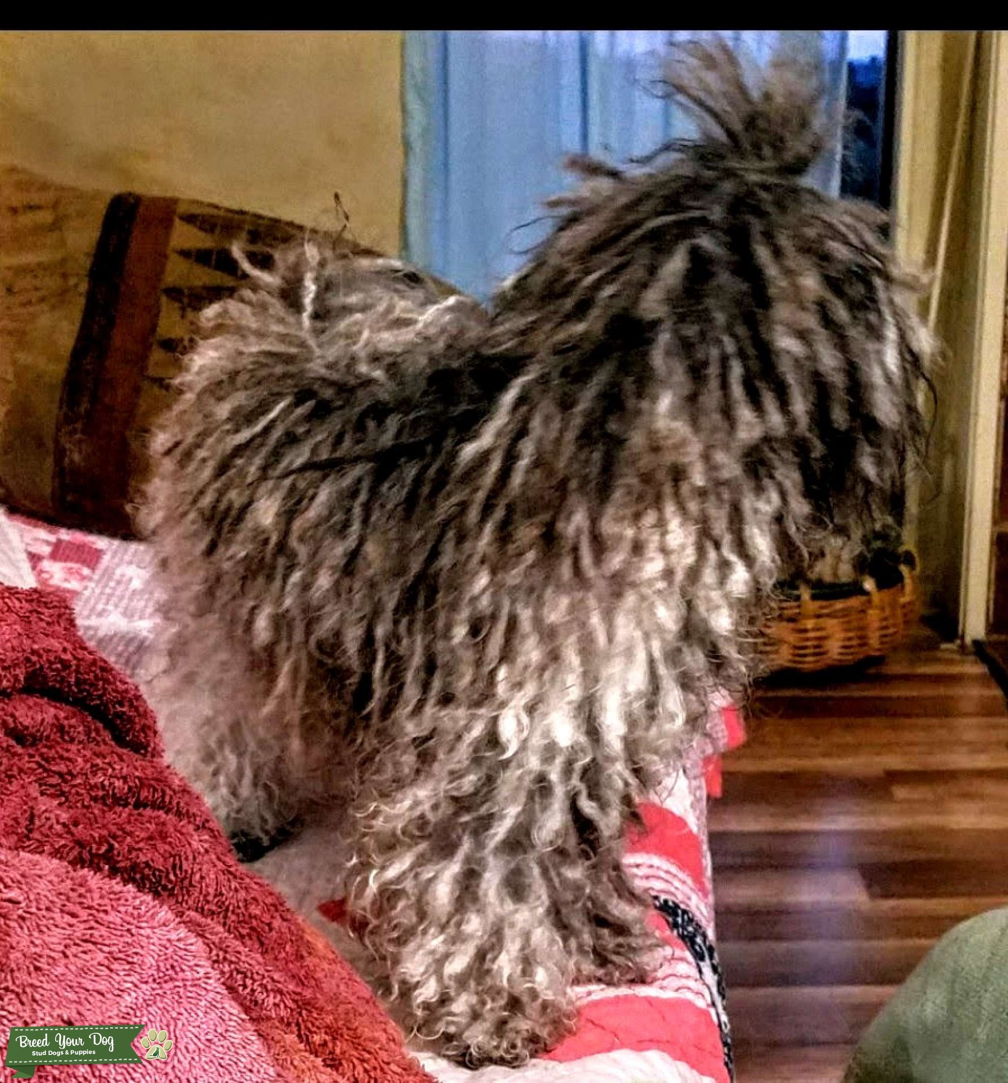 Looking for Stud - Stud Dog in Texas, the United States | Breed Your Dog