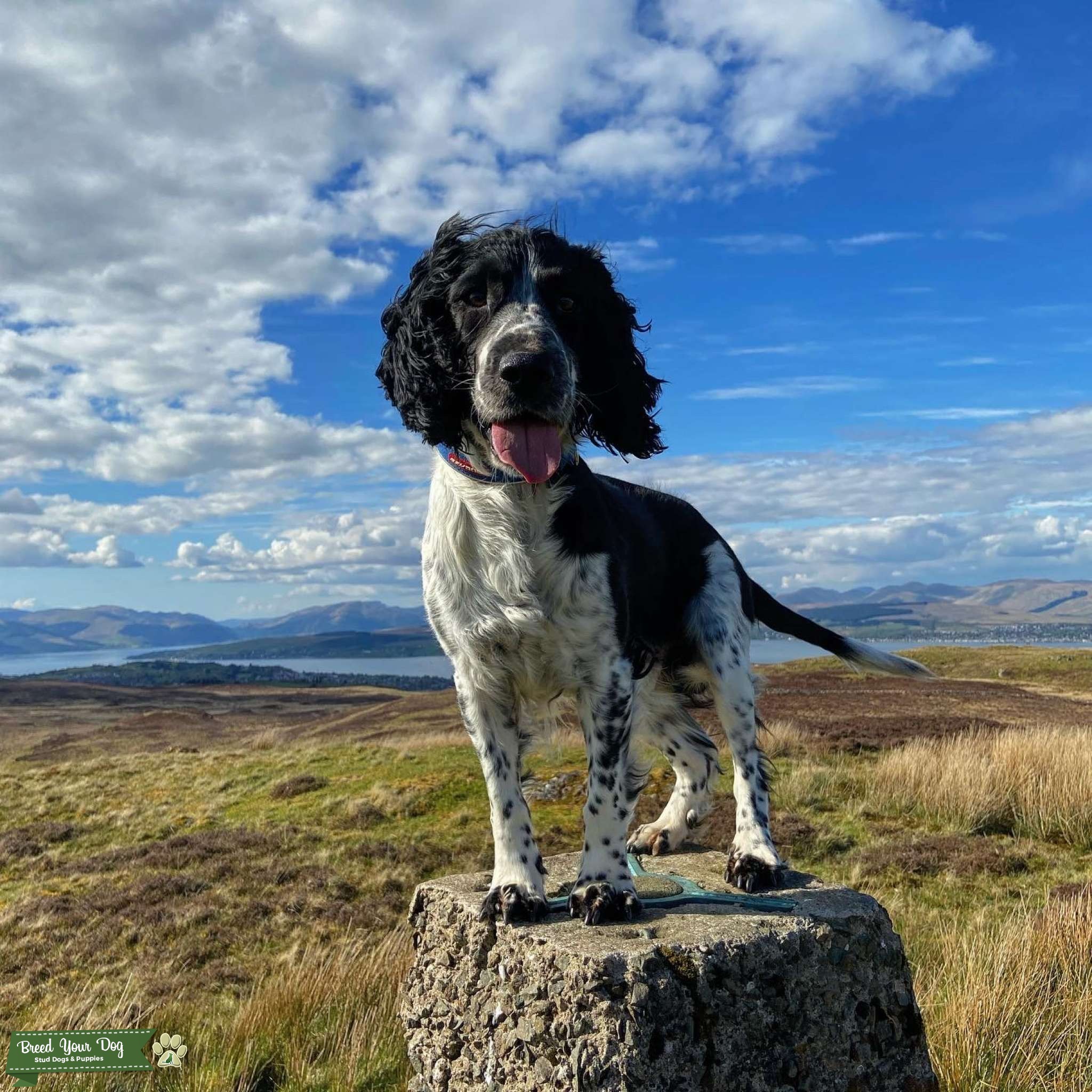 English Springer Spaniel - Stud Dog in Scotland , United States | Breed ...