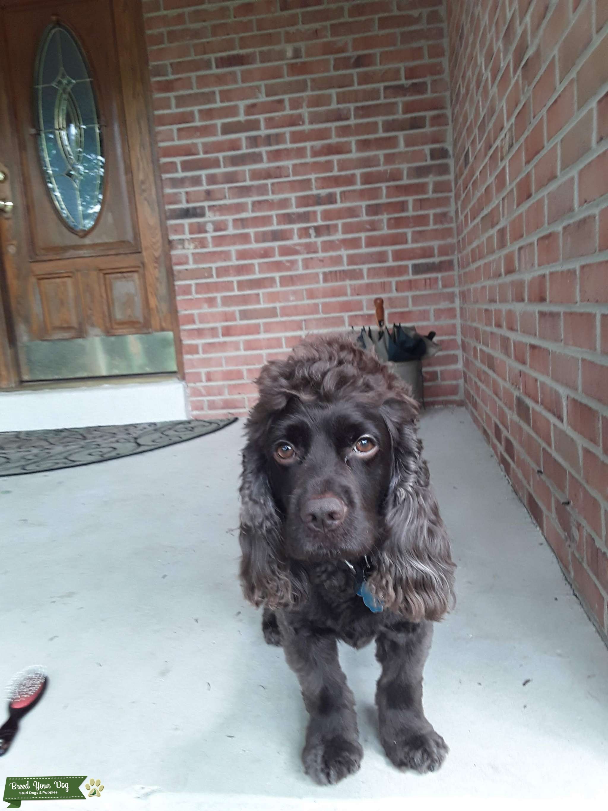 Chocolate Brown Cocker Spaniel - Stud Dog in Wilmington, DE, the United ...