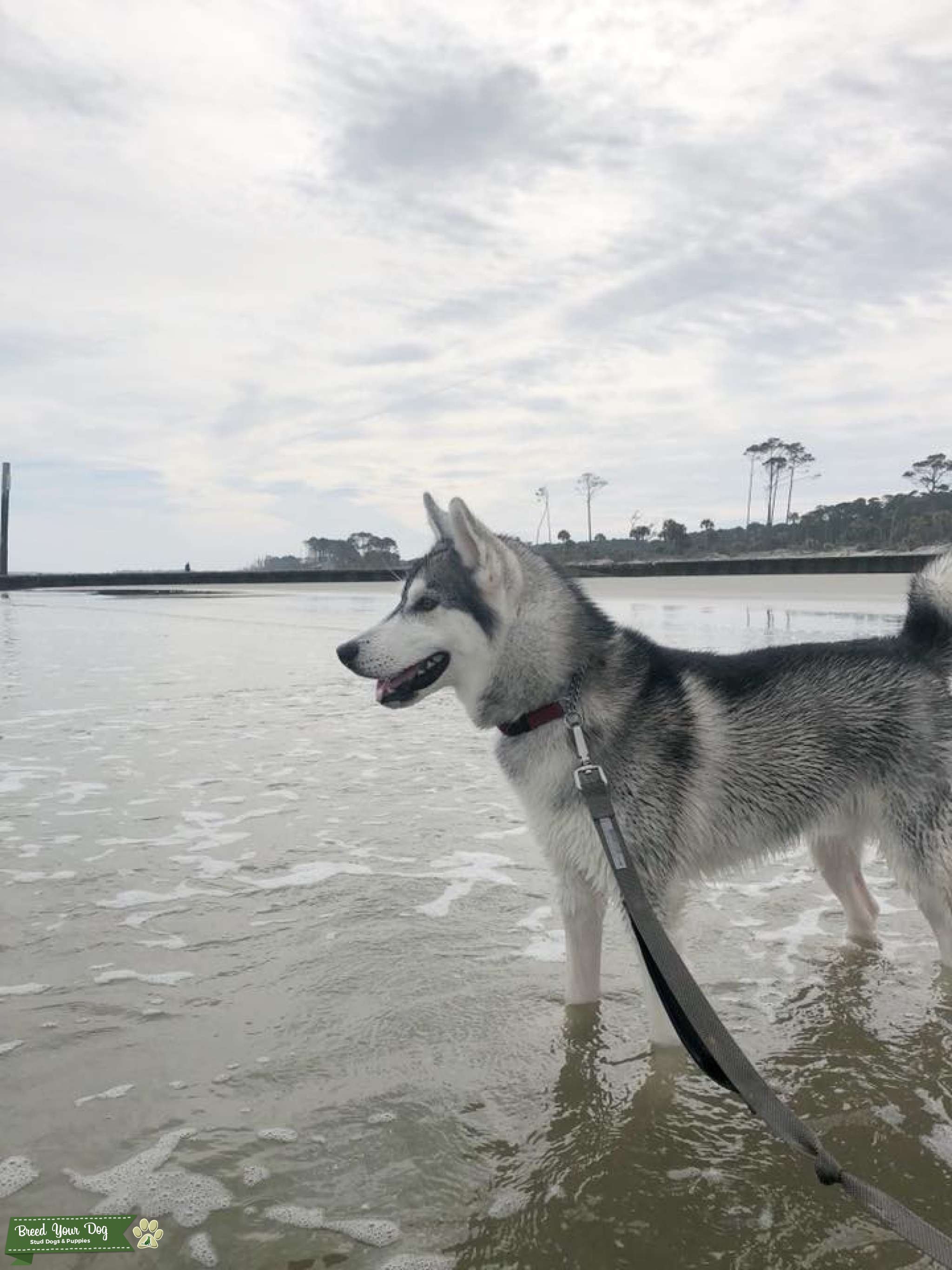 AKC Purebred Siberian Husky Stud - Stud Dog in South Carolina ...