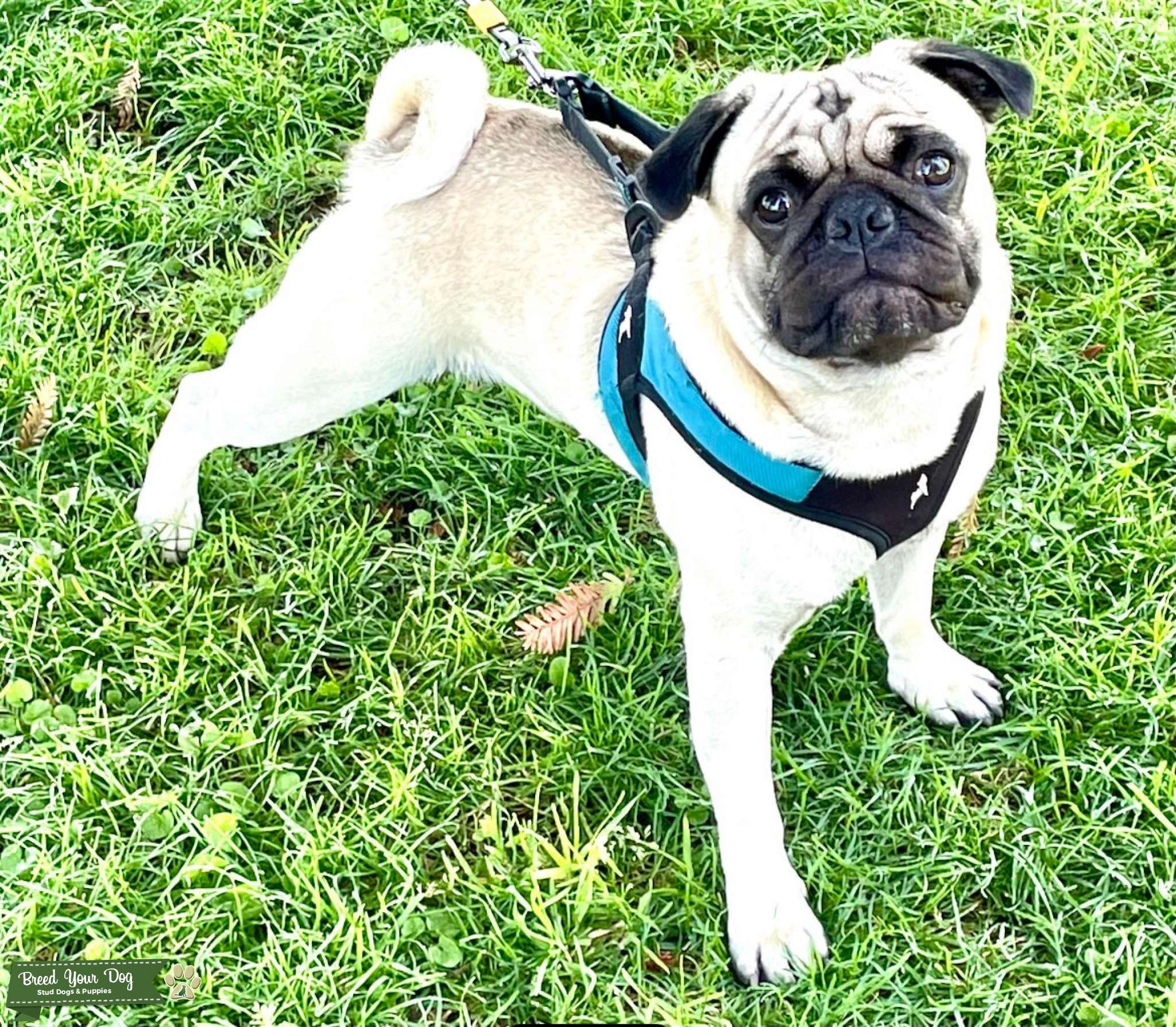 Stud Pug - Stud Dog in San Francisco bay area, the United States ...